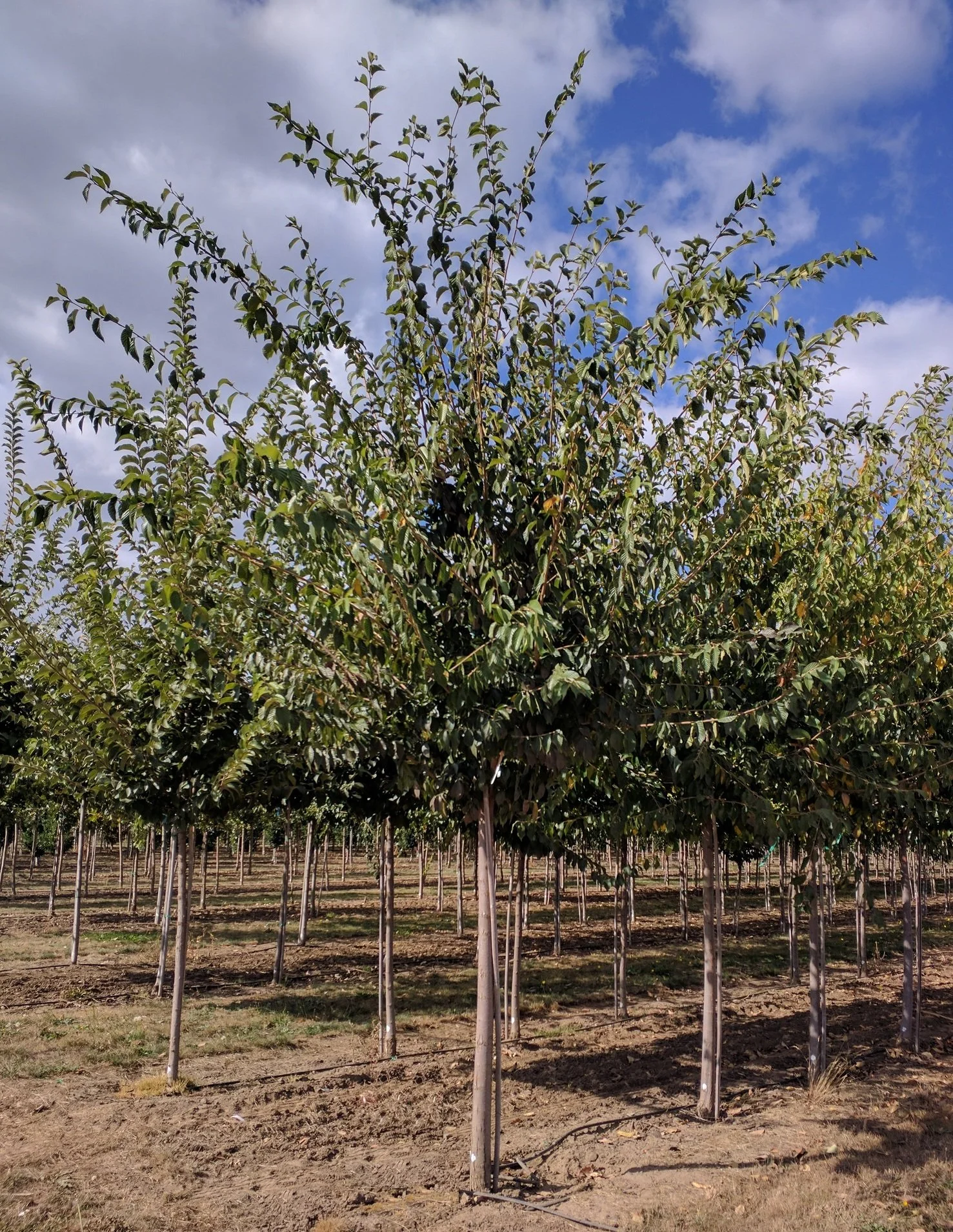 Ulmus Triumph™ | Elm Hybrid 'Morton Glossy' — Northwest Shade Trees