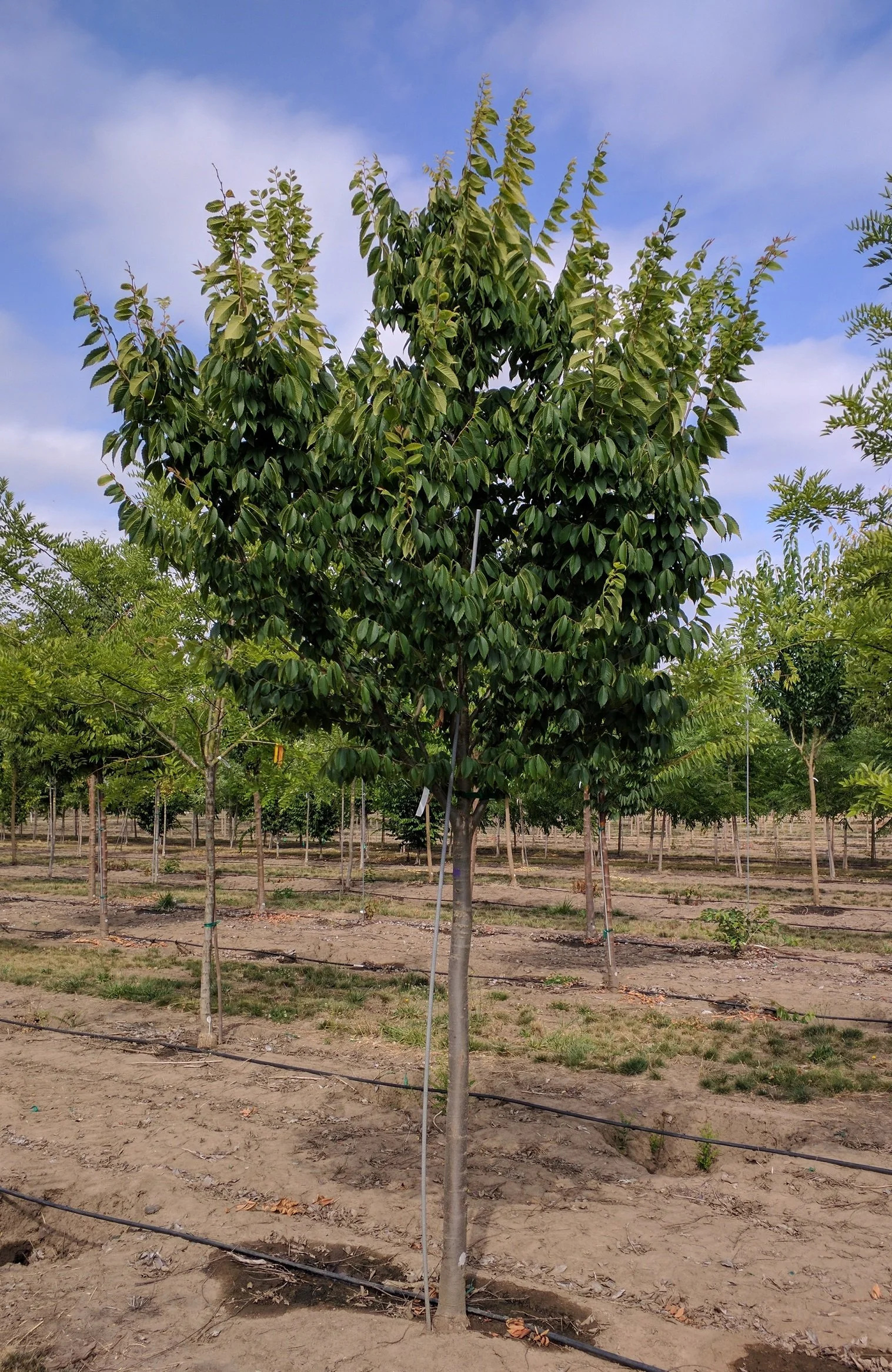 City Sprite® Zelkova | Zelkova serrata 'JFS-KW1' — Northwest Shade Trees