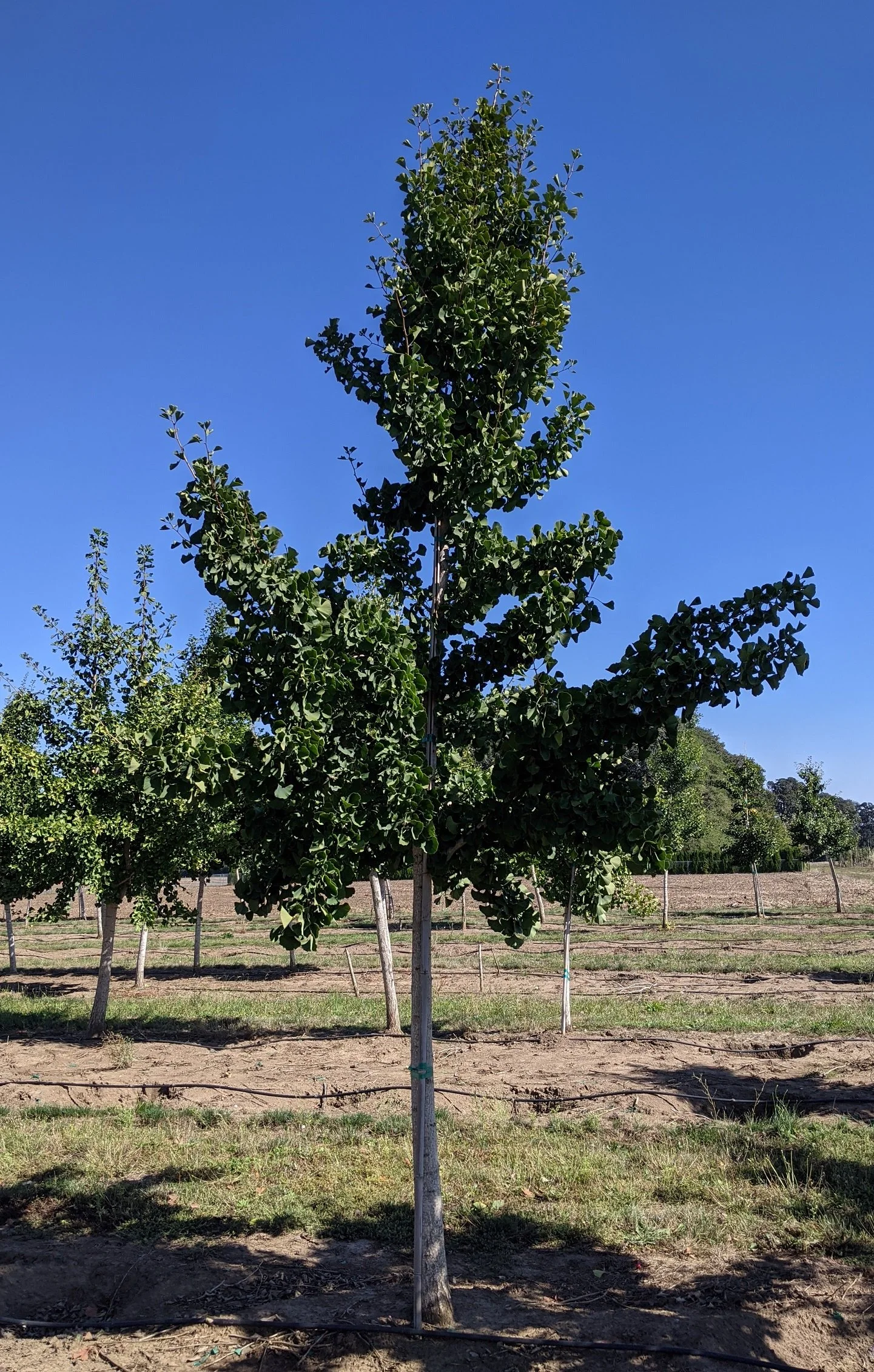 Princeton Sentry® Ginkgo | Ginkgo biloba 'PNI 2720' — Northwest Shade Trees