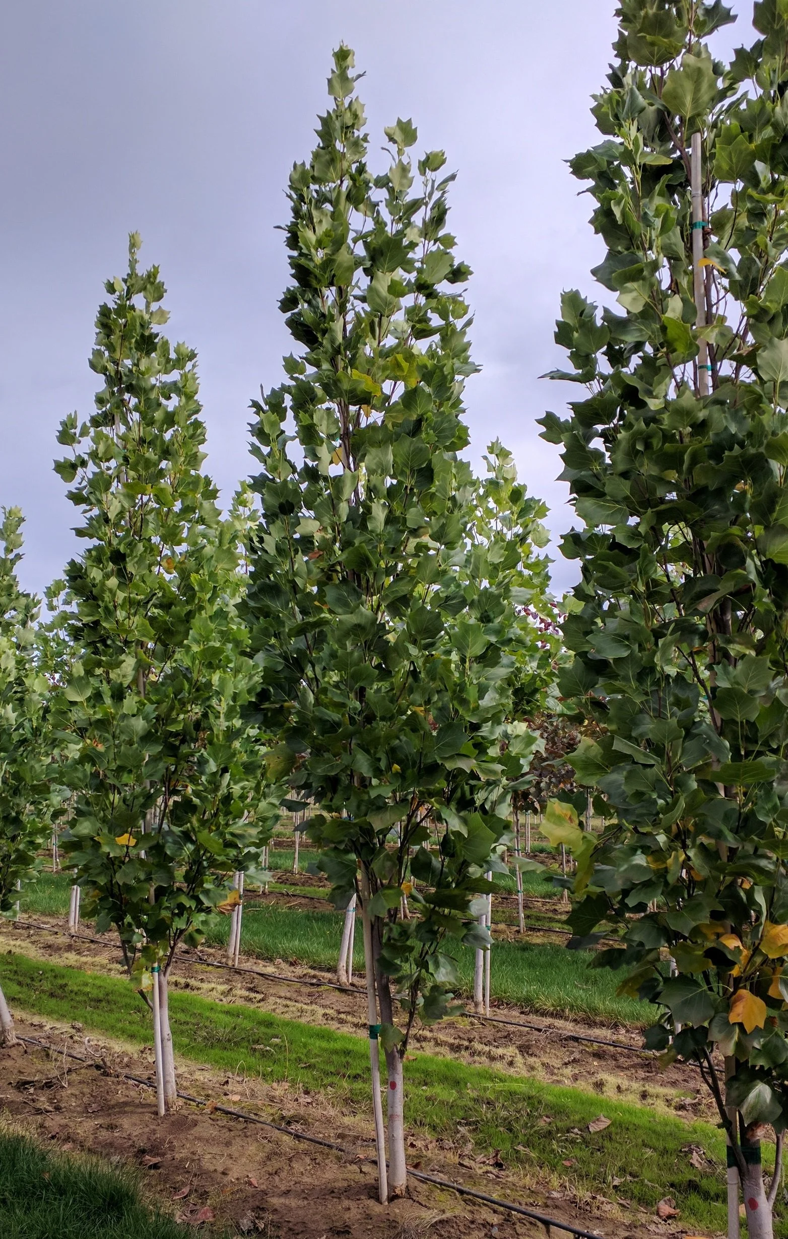 Columnar Tulip Tree | Liriodendron tulipifera 'Fastigiatum' — Northwest ...