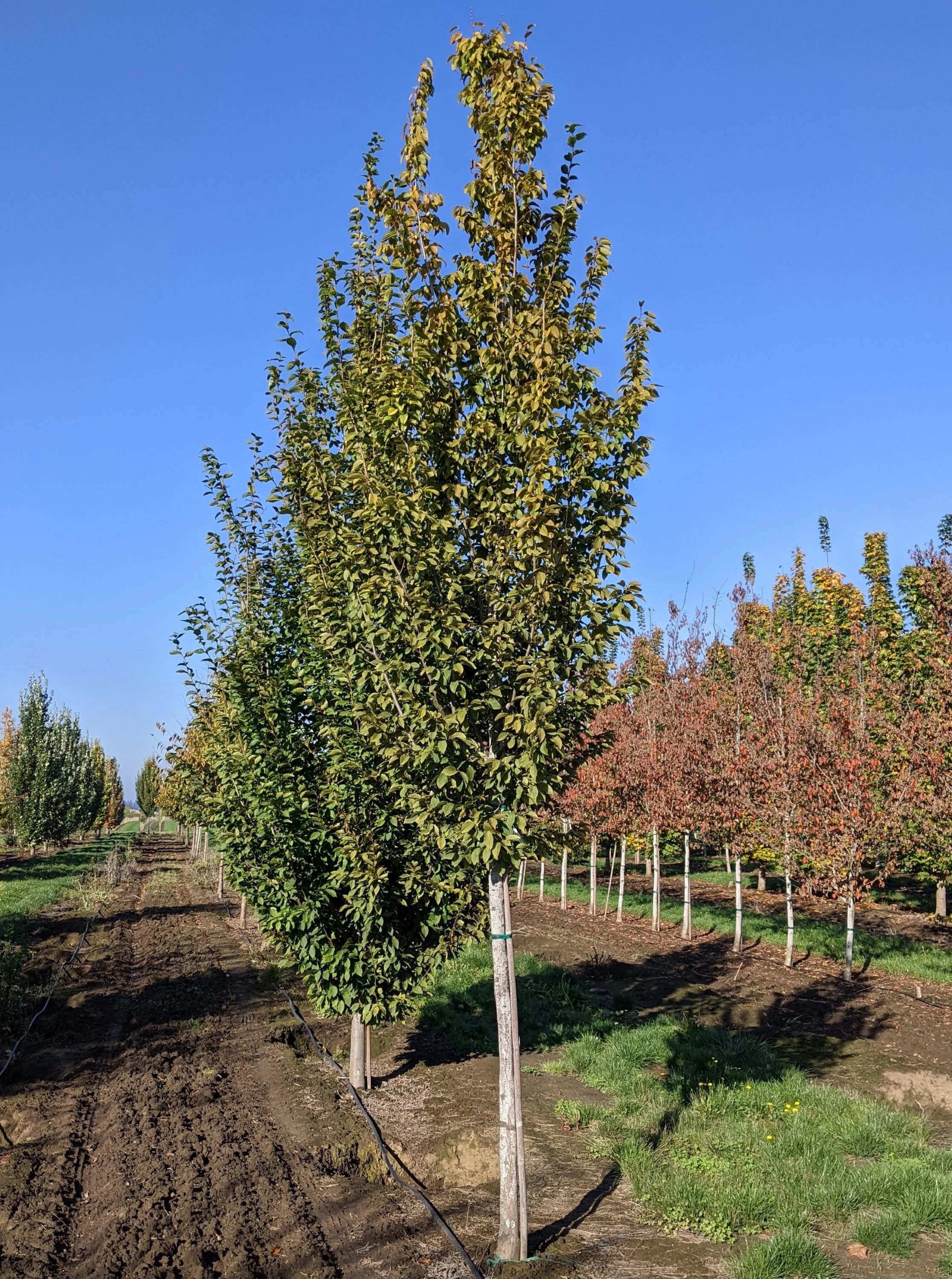 Frans Fontaine Hornbeam | Carpinus betulus 'Frans Fontaine' — Northwest ...