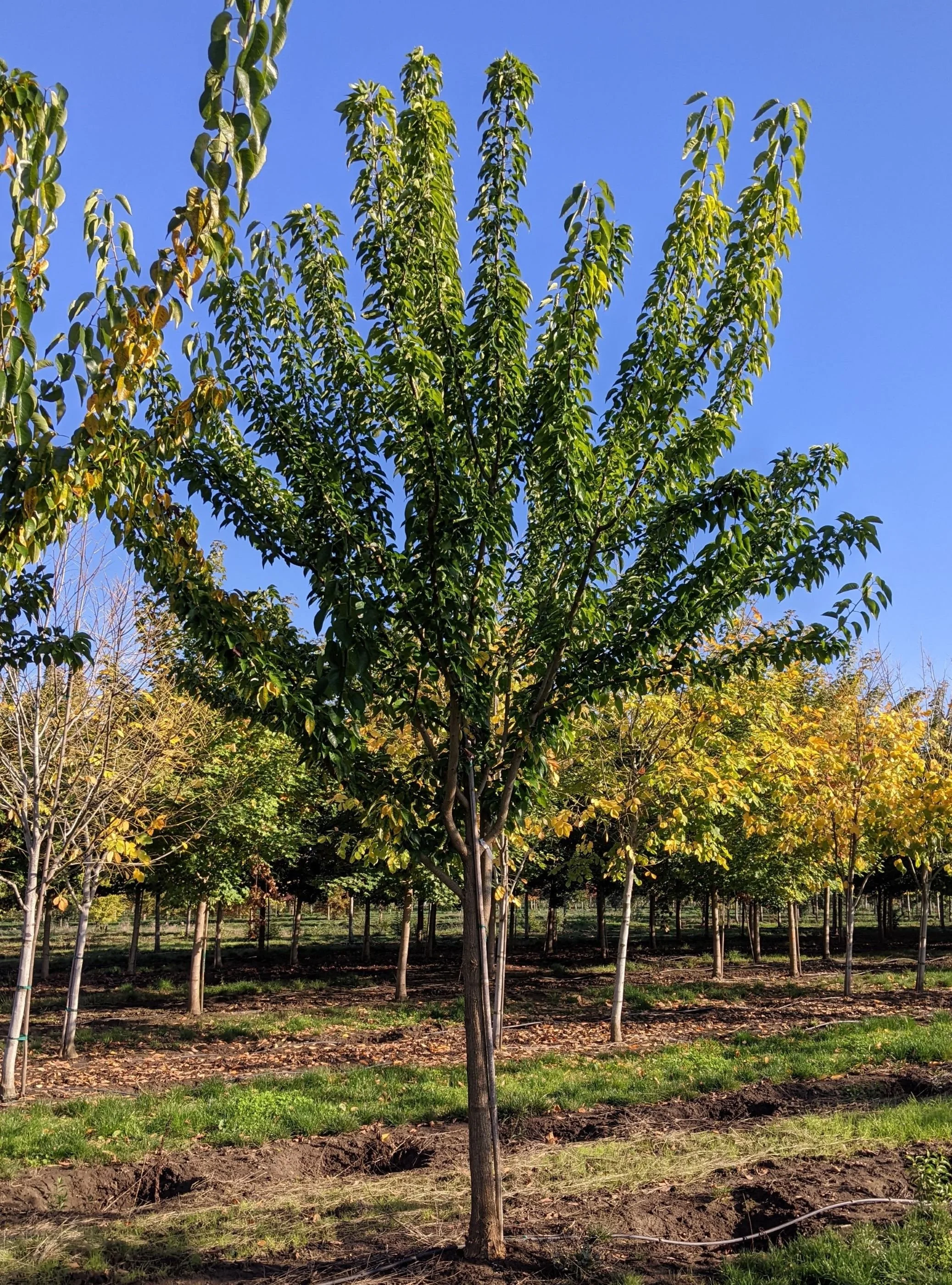 White Shield Osage Orange | Maclura pomifera 'White Shield' — Northwest ...