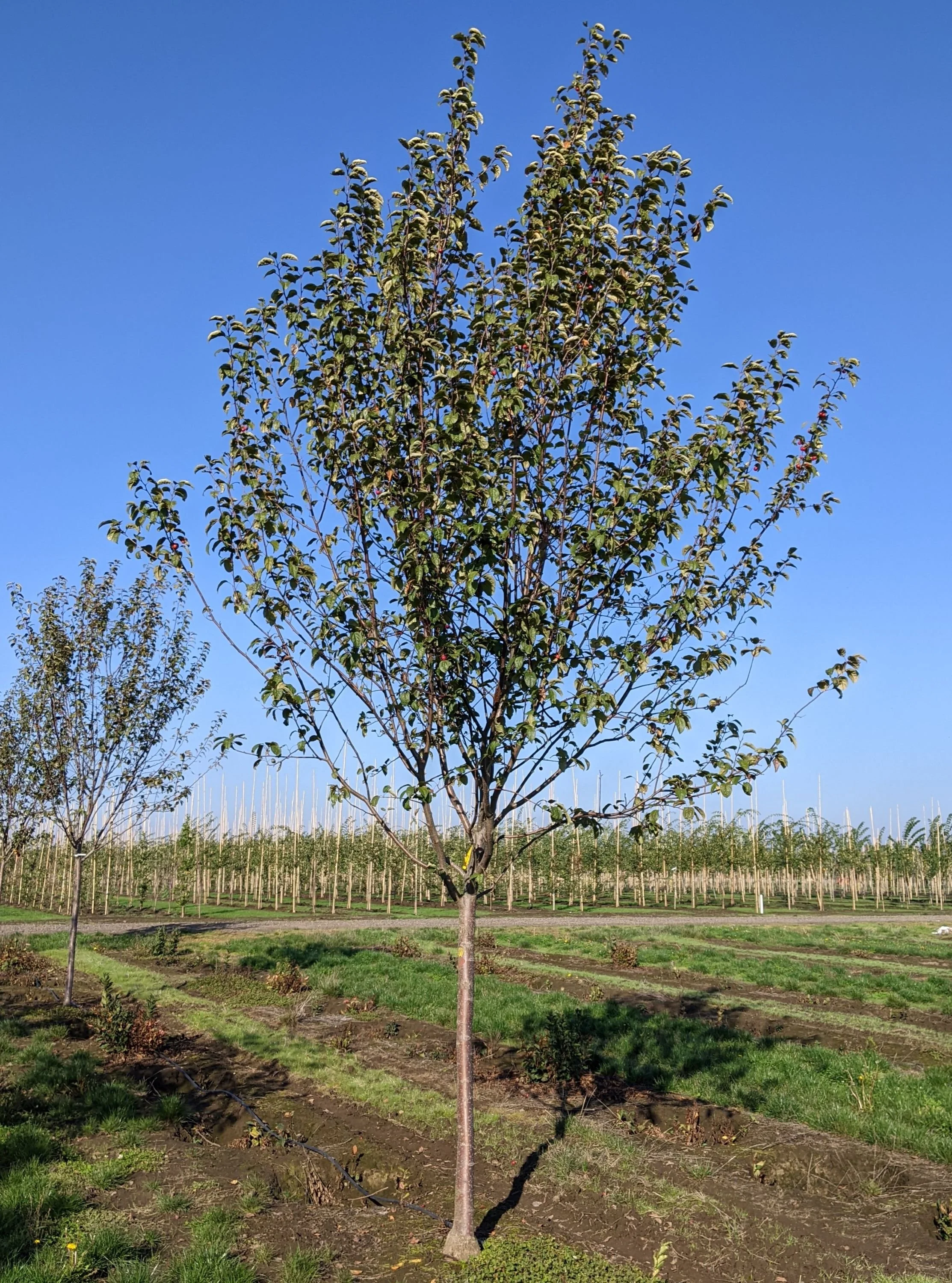 Red Barron Crabapple | Malus 'Red Barron' — Northwest Shade Trees