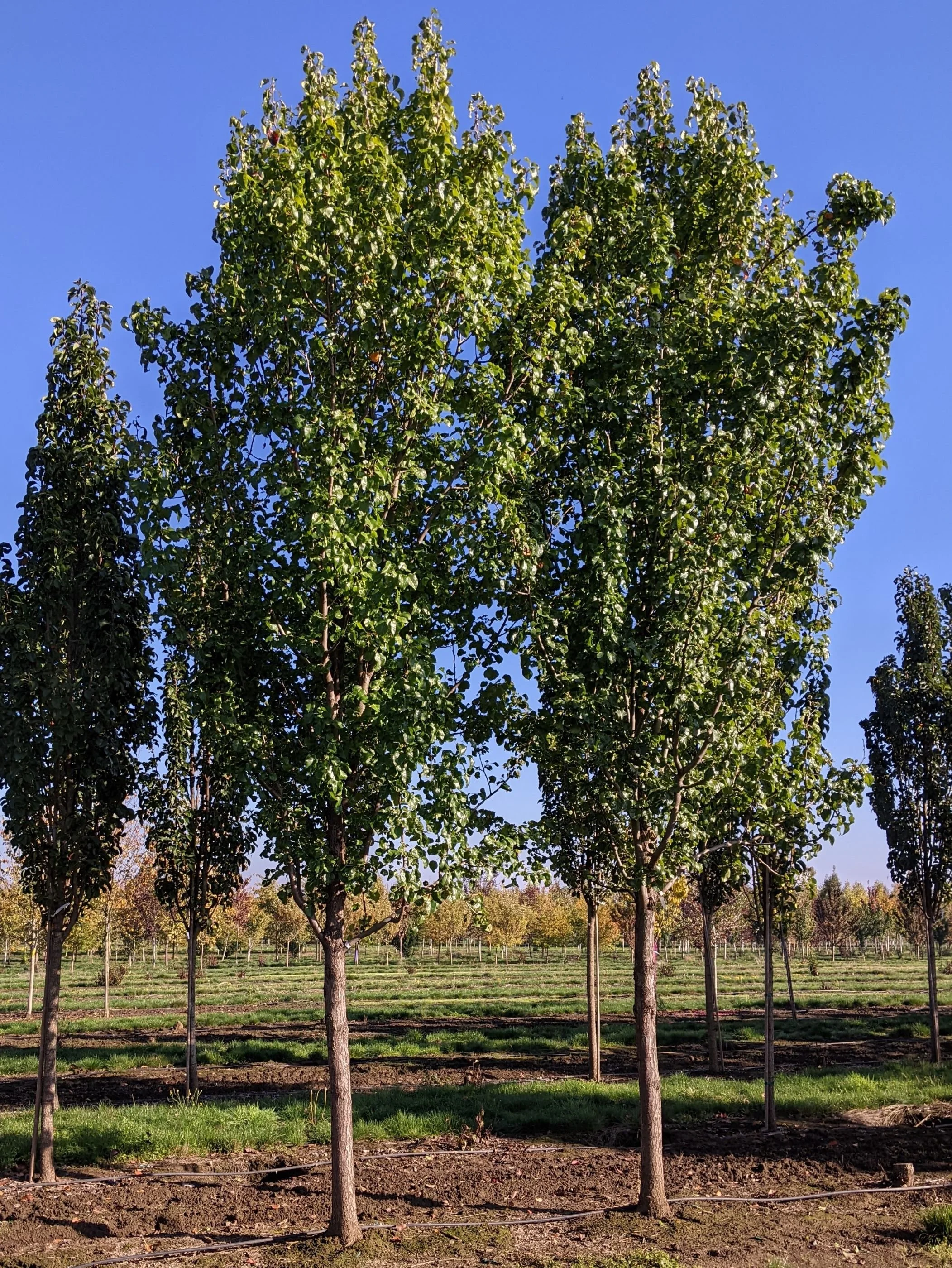 Capital Pear | Pyrus calleryana 'Capital' — Northwest Shade Trees
