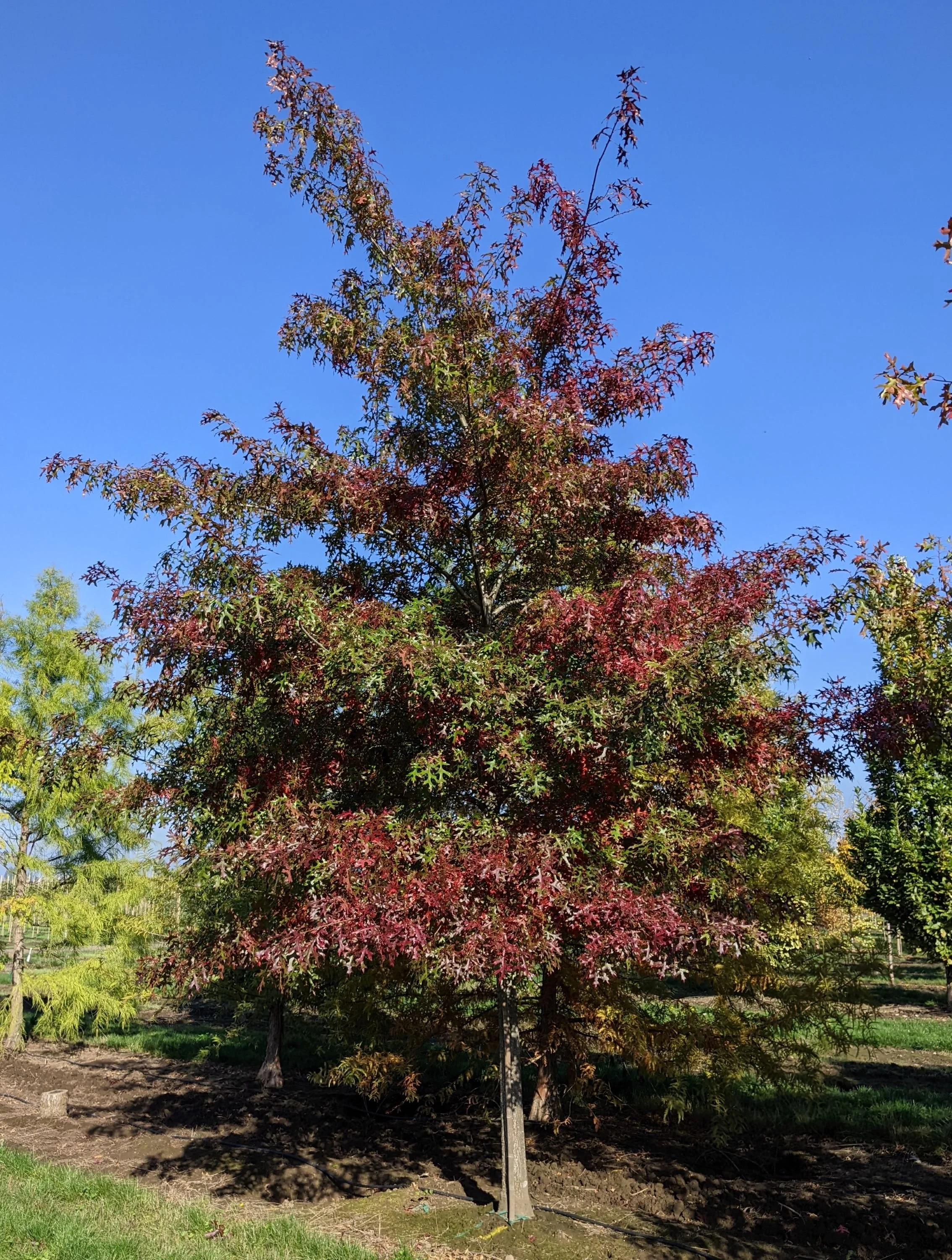 Quercus coccinea | Scarlet Oak — Northwest Shade Trees