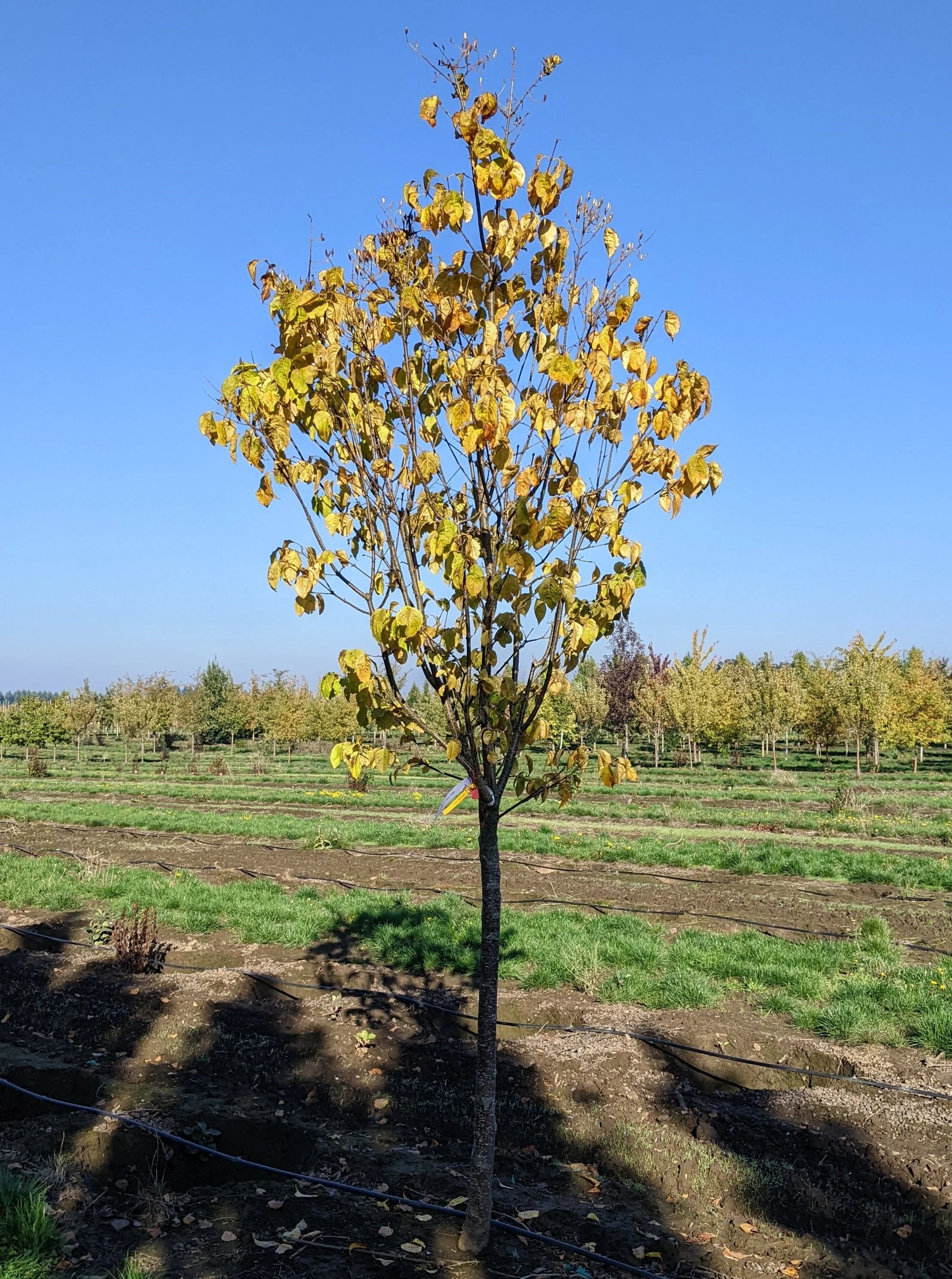 Syringa reticulata Ivory Silk® | Japanese Tree Lilac 'Ivory Silk ...