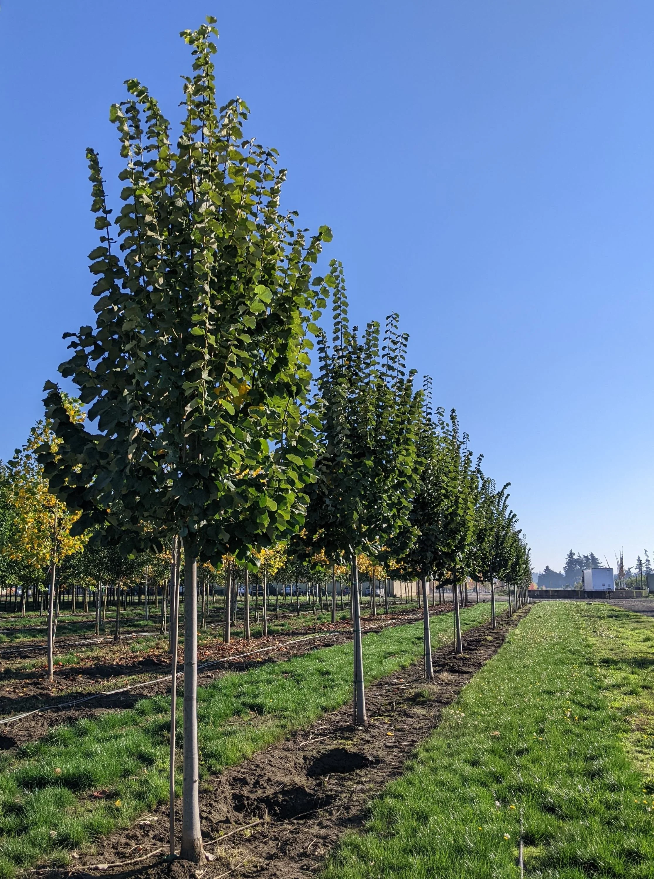 Tilia tomentosa Silver Lining | Silver Linden 'Szeleste' — Northwest ...