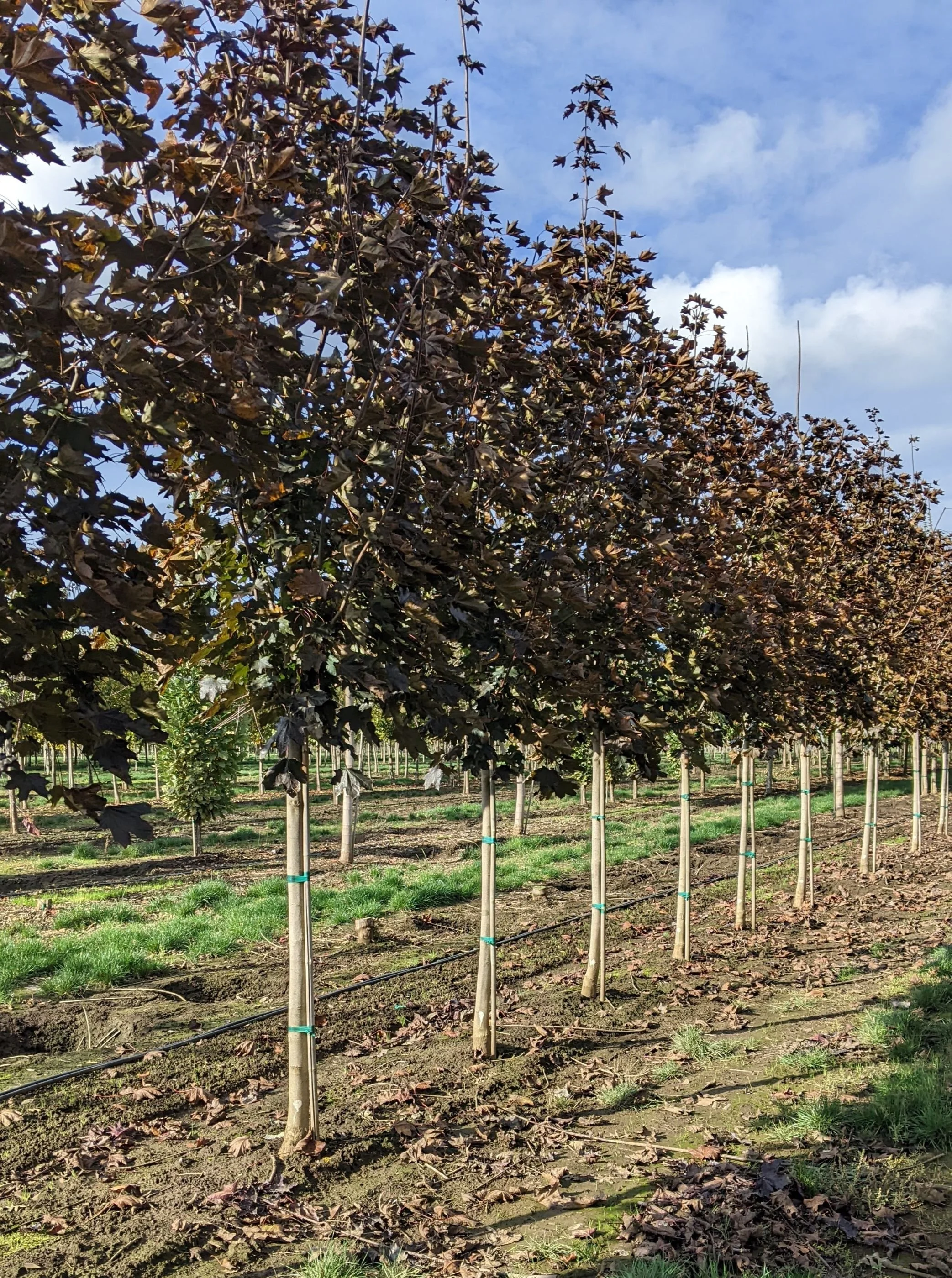 Royal Red Maple | Acer platanoides 'Royal Red' — Northwest Shade Trees