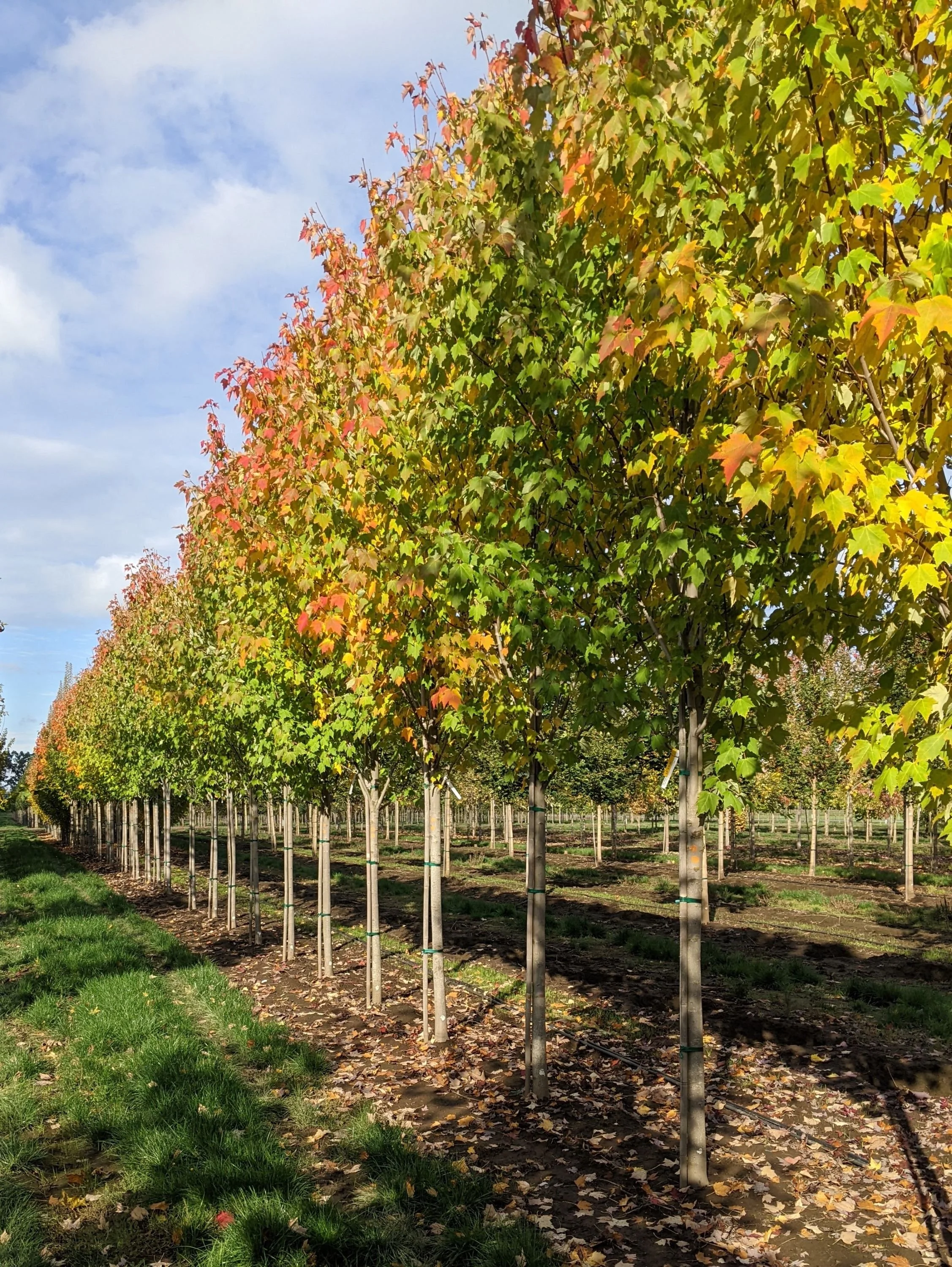 Bowhall Maple | Acer rubrum 'Bowhall' — Northwest Shade Trees