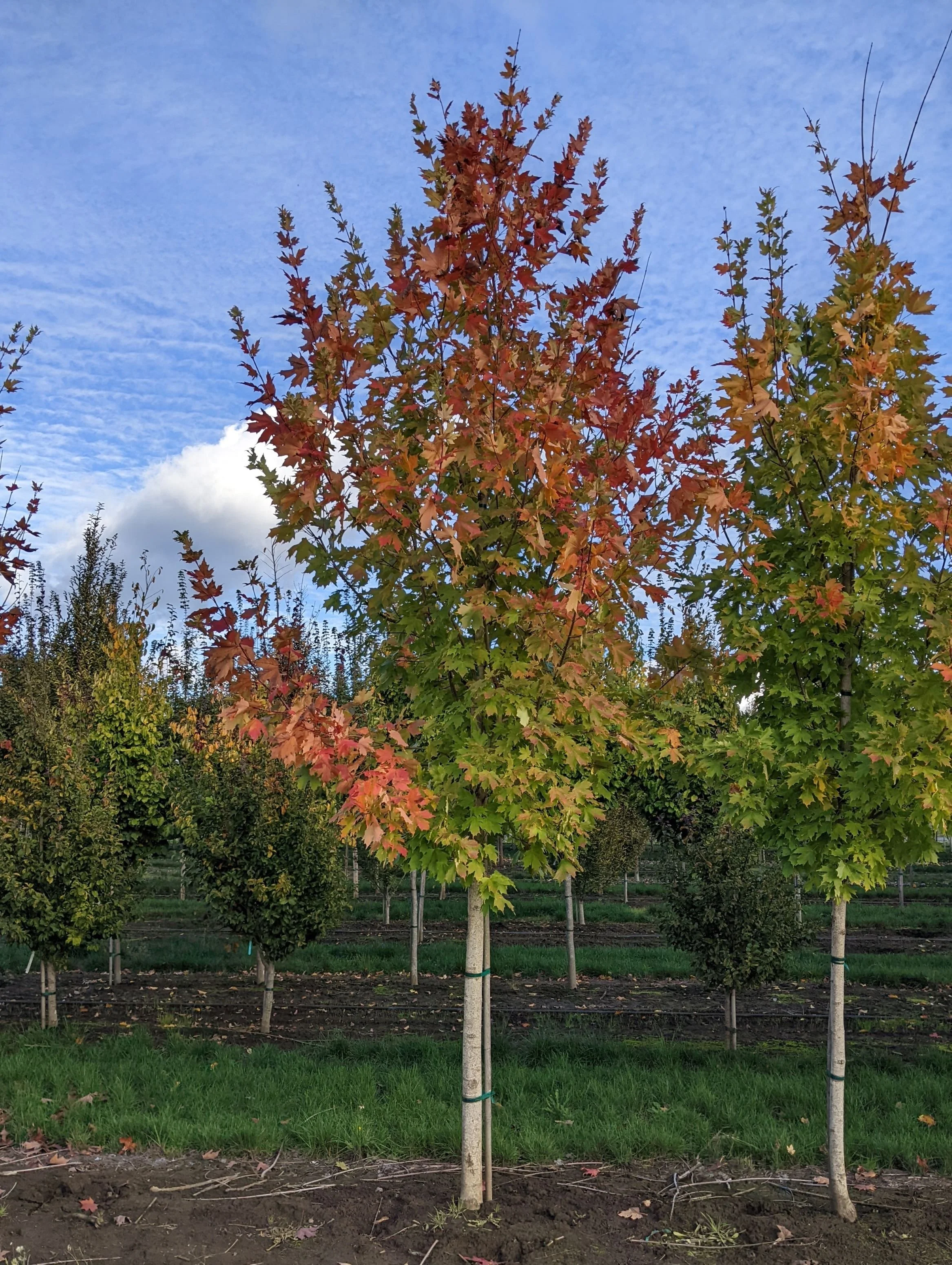 Acer saccharum Commemoration® | Sugar Maple 'Commemoration' — Northwest ...