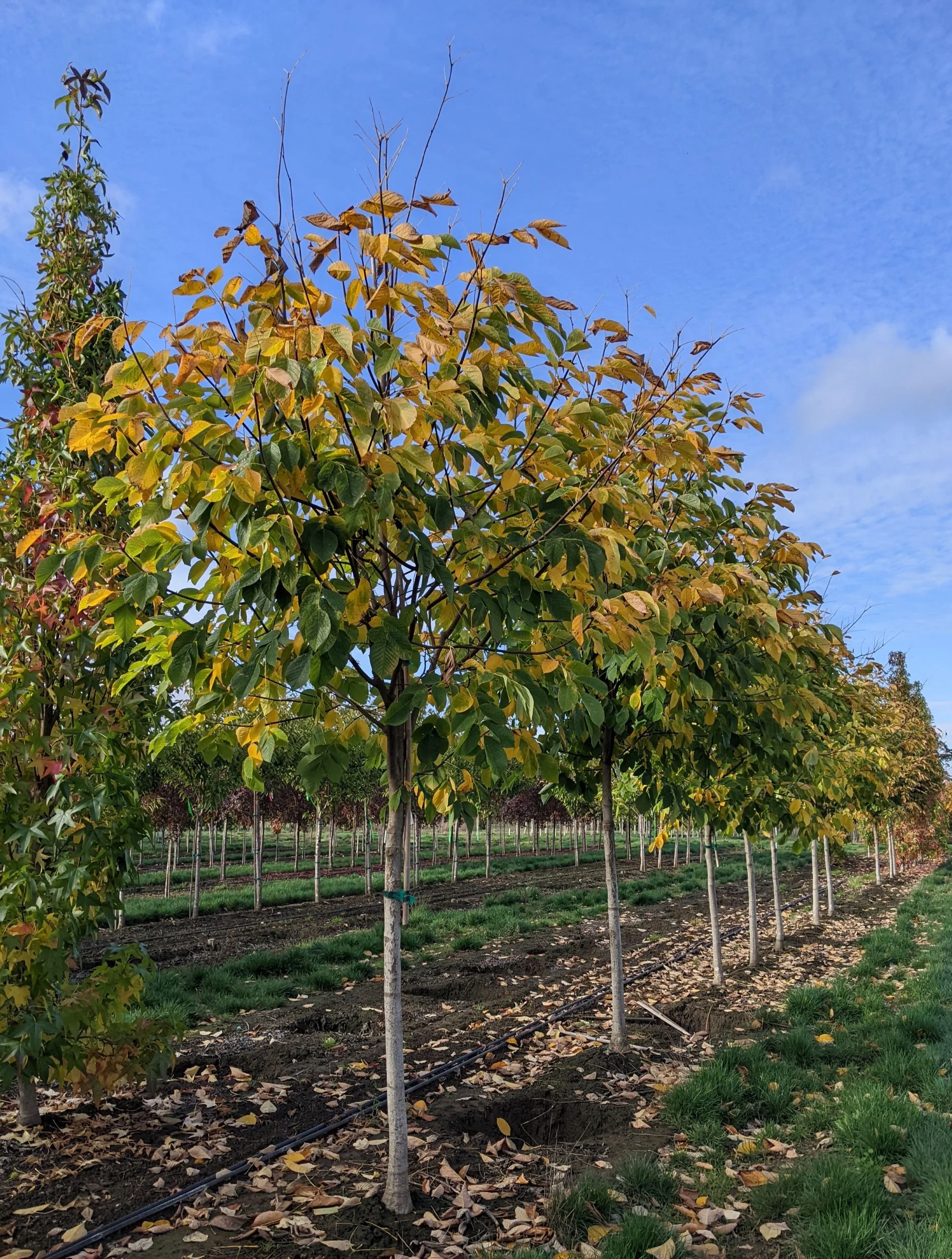 Cladrastis kentukea 'Perkins Pink' | American Yellowwood 'Perkins Pink ...