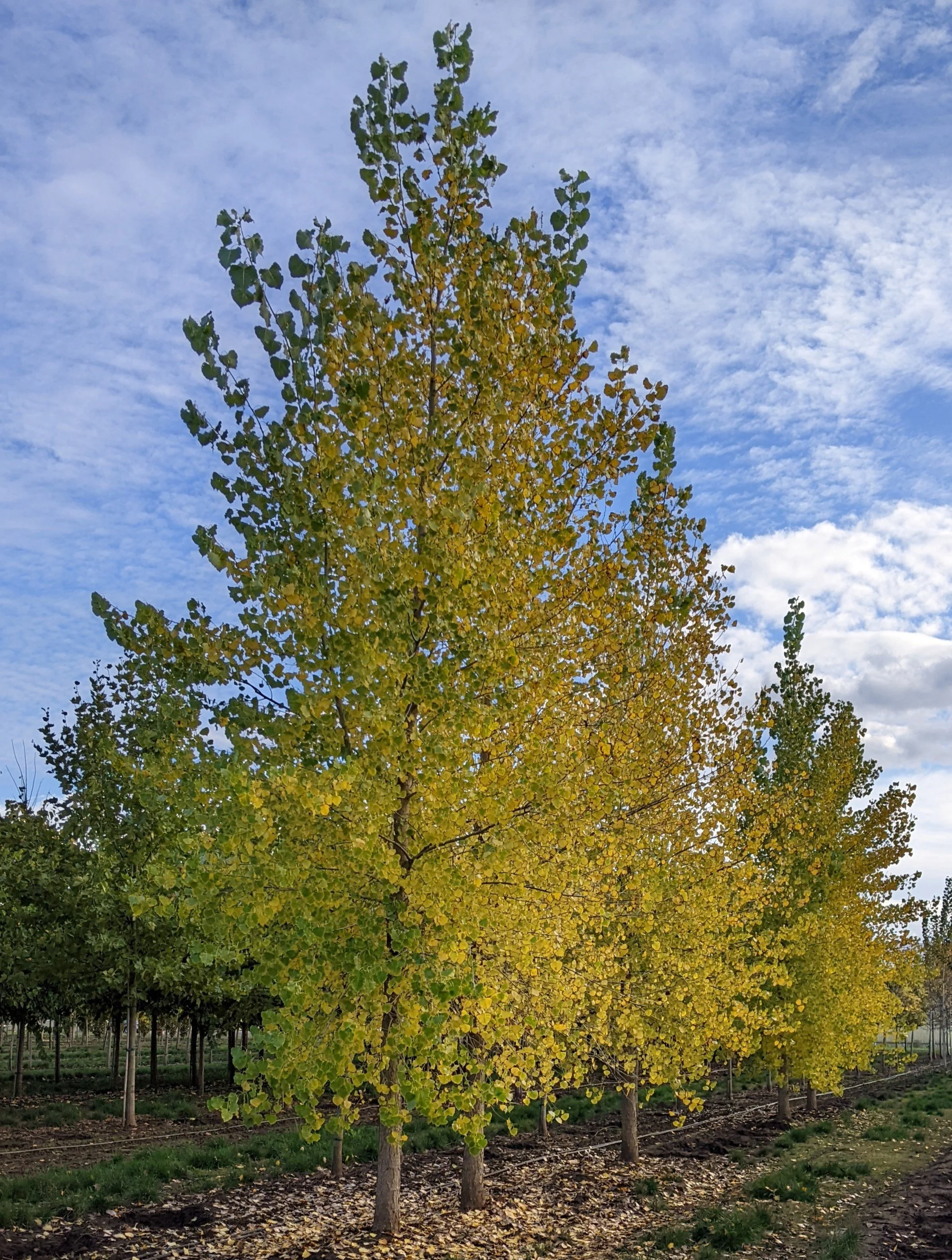 Jeronimus Cottonwood | Populus sargentii 'Jeronimus' — Northwest Shade ...