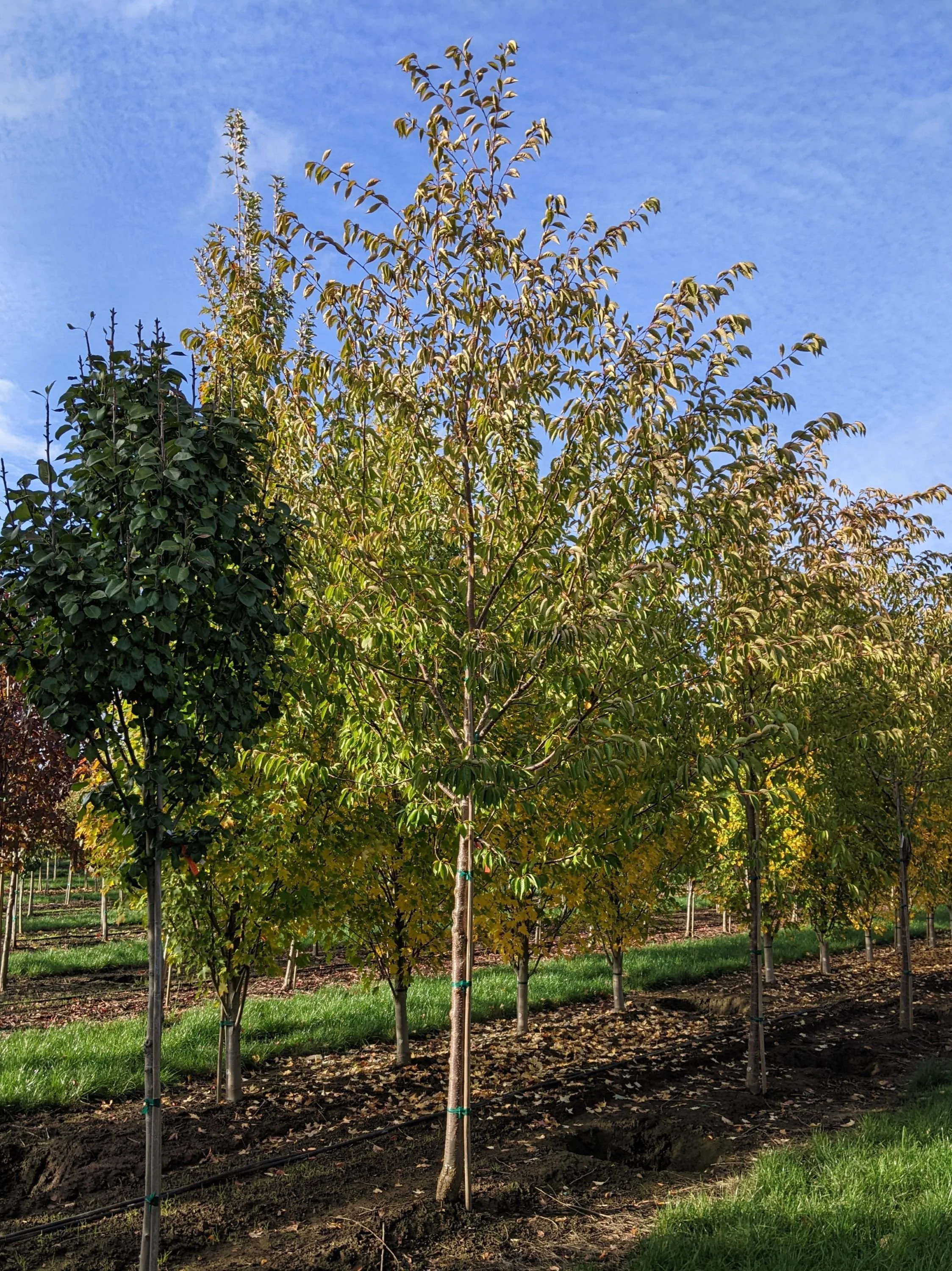 Prunus 'Accolade' | Japanese Flowering Cherry 'Accolade' — Northwest ...