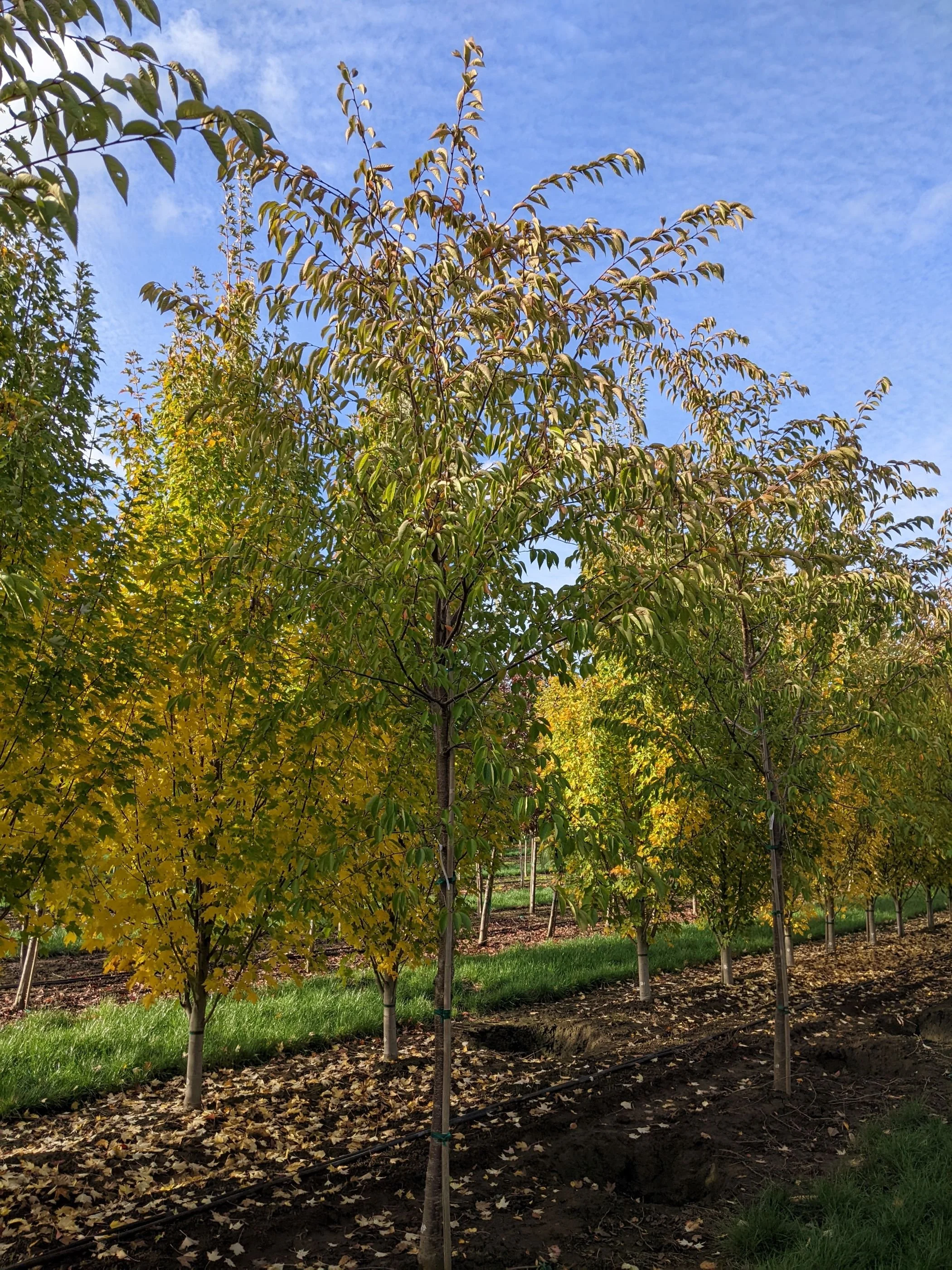 Prunus 'Accolade' | Japanese Flowering Cherry 'Accolade' — Northwest ...