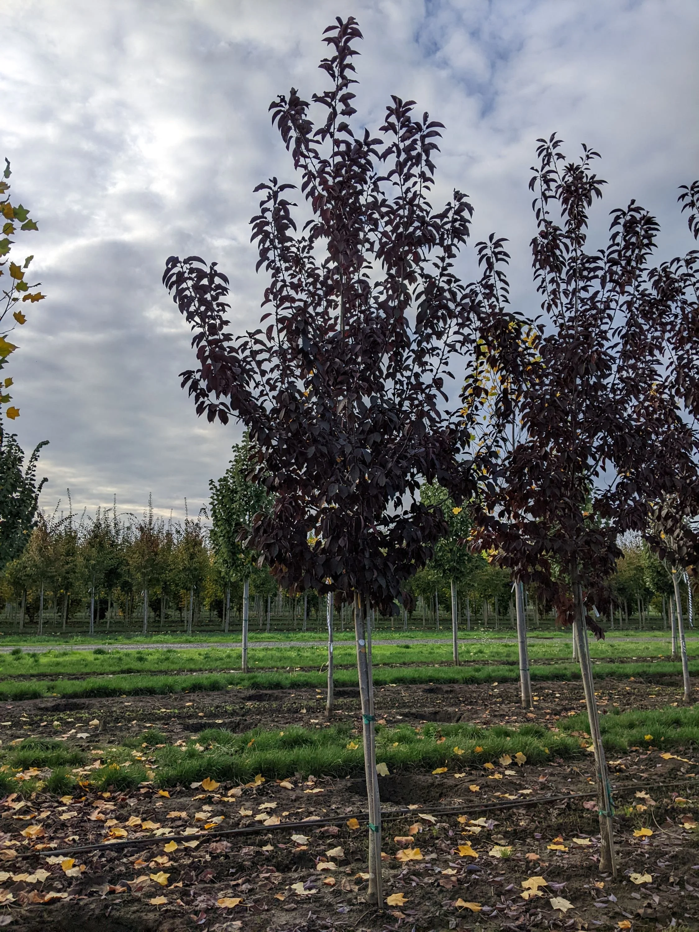 Prunus x virginiana Sucker Punch® | Chokecherry 'P2' PP25767 ...
