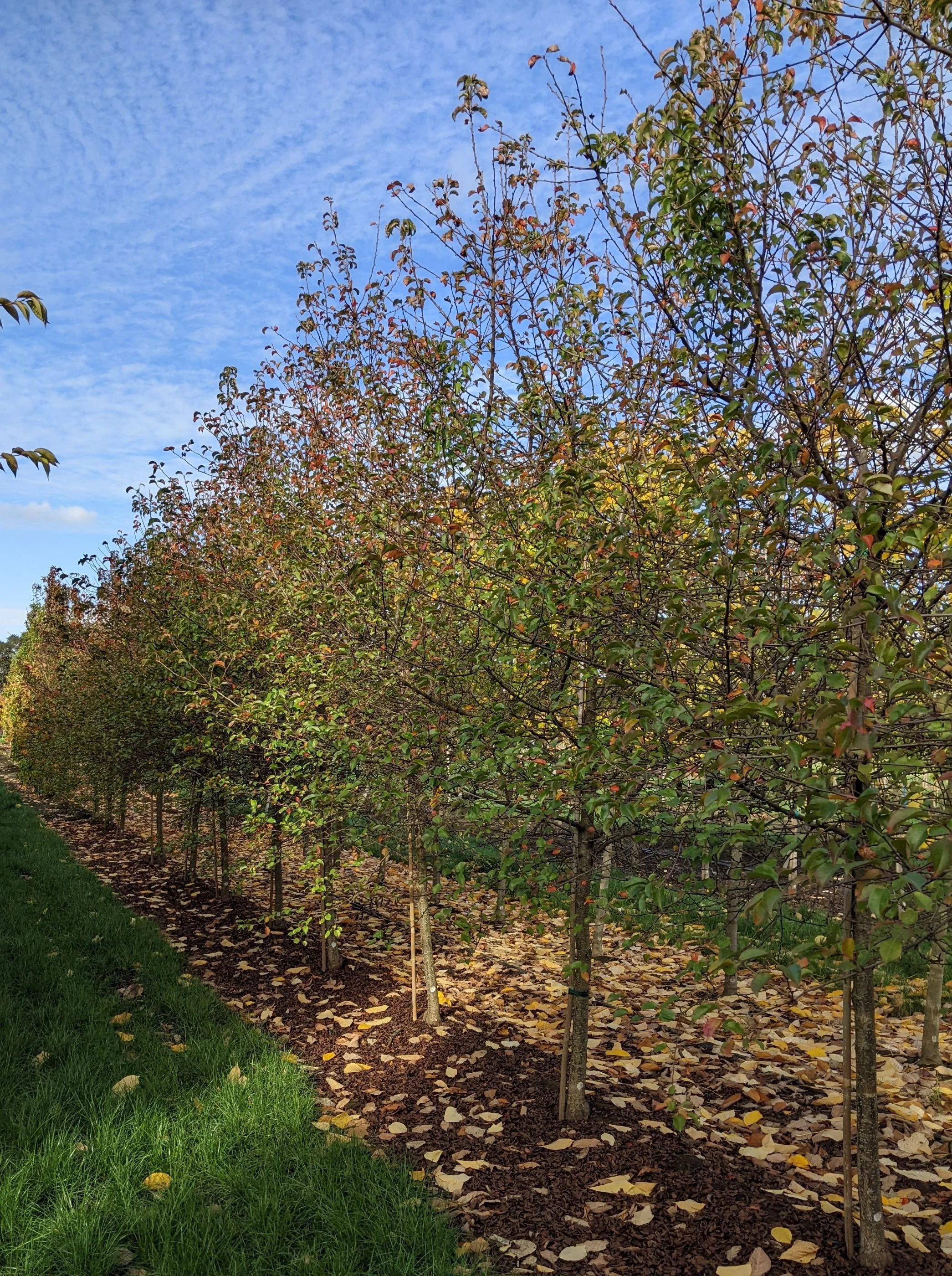 Pyrus fauriei Korean Sun™ | Flowering Pear 'Westwood' — Northwest Shade ...