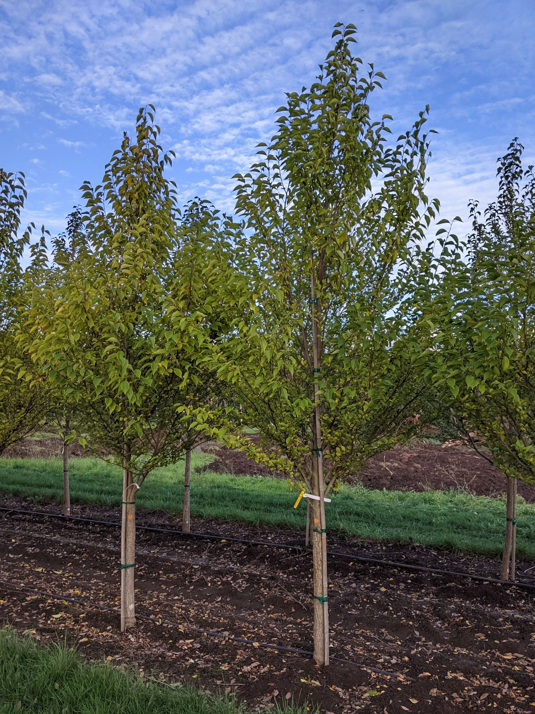 Spring Showers Snowbell | Styrax japonicus 'Spring Showers' — Northwest ...