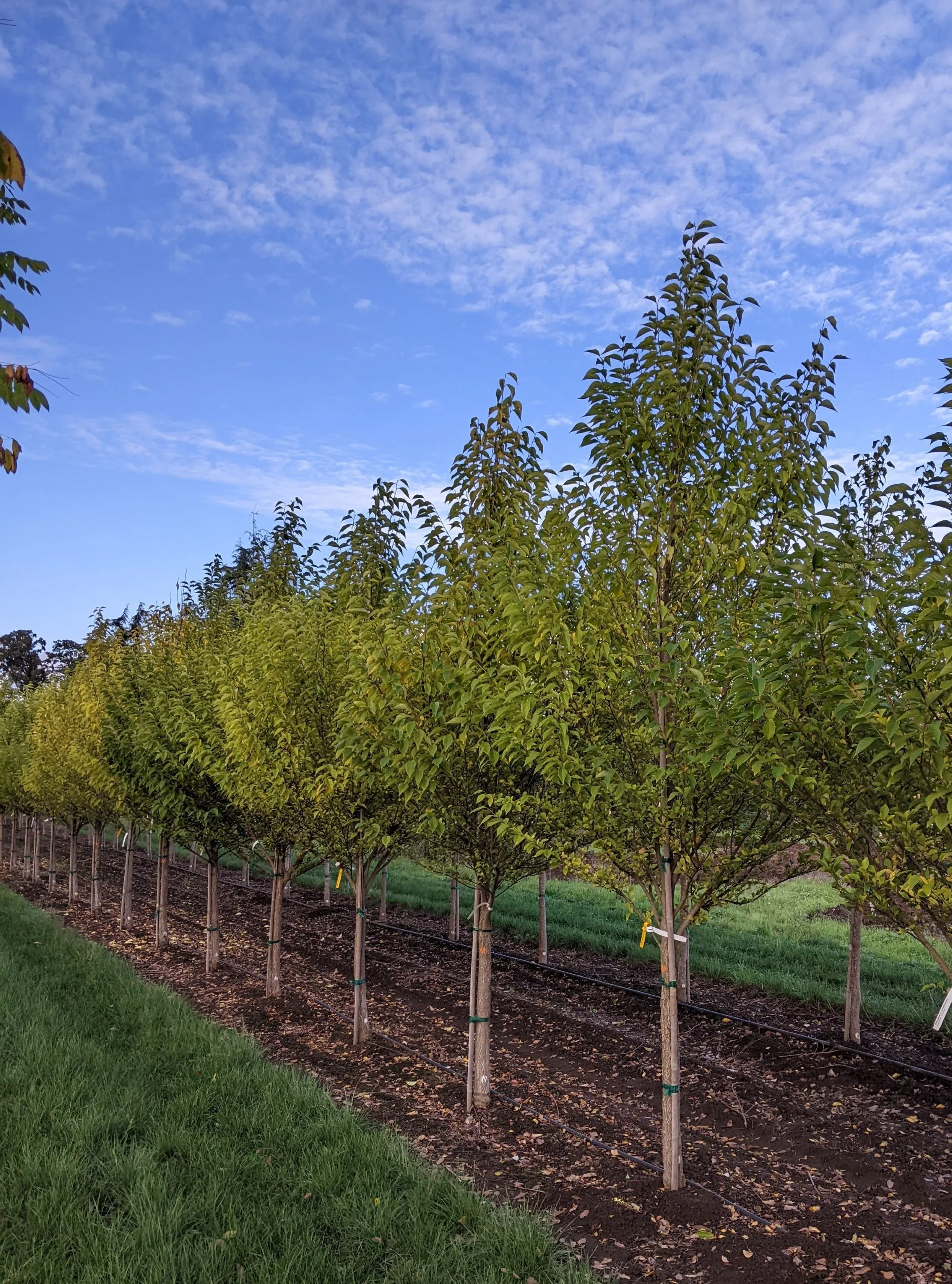 Spring Showers Snowbell | Styrax japonicus 'Spring Showers' — Northwest ...