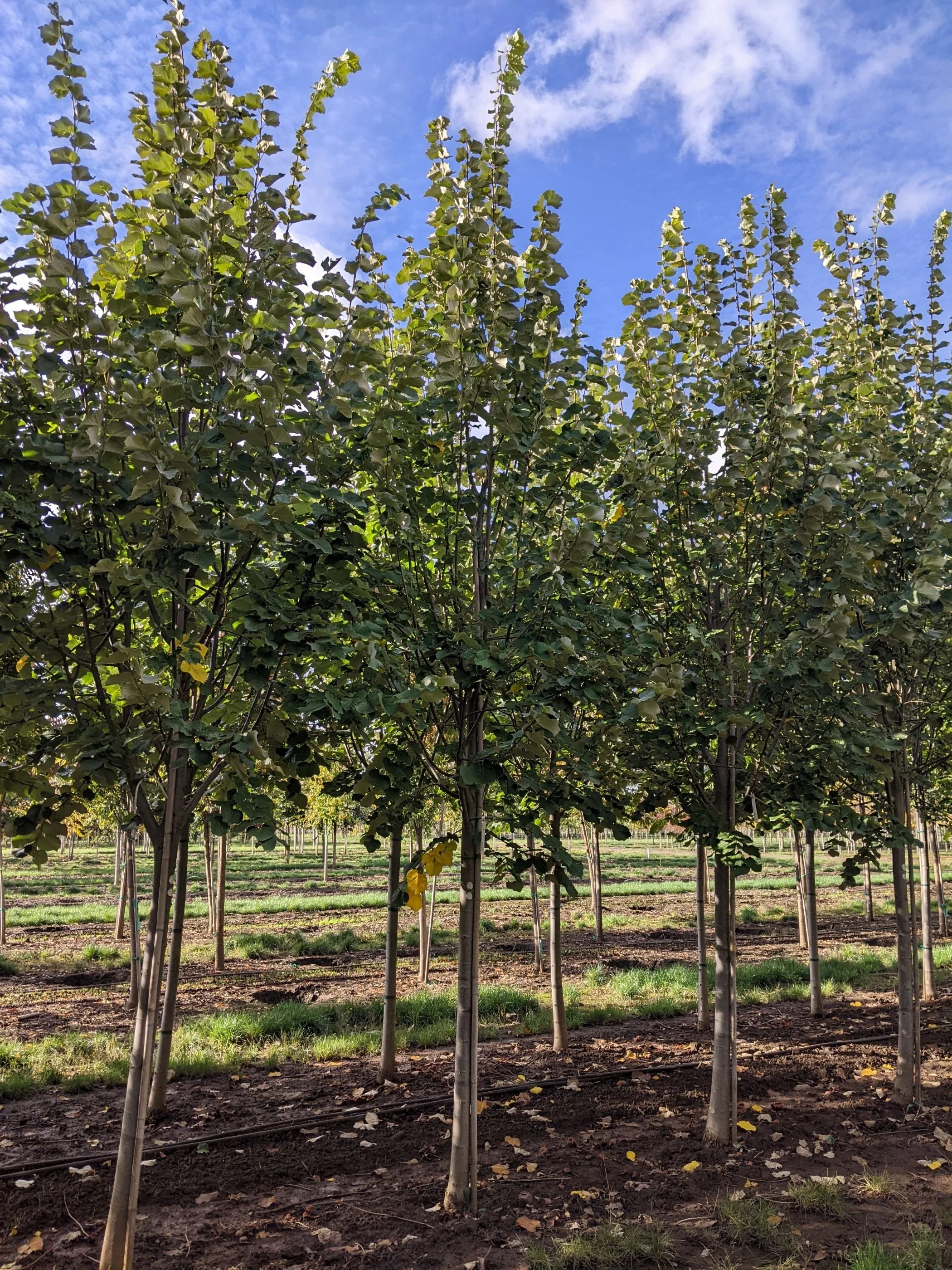 Tilia tomentosa Green Mountain® | Silver Linden 'PNI 651' — Northwest ...