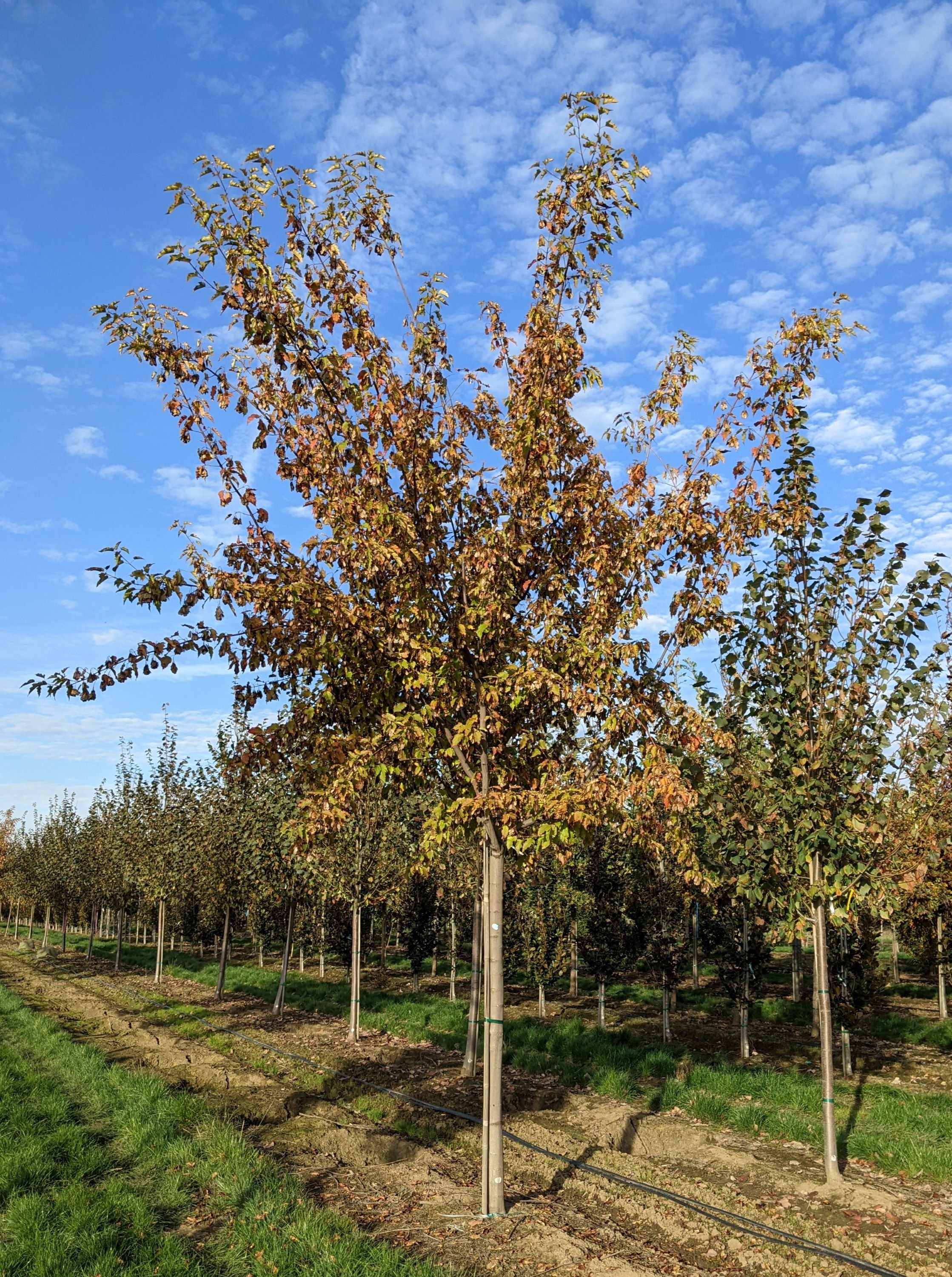 Ruby Slippers Maple | Acer ginnala 'Ruby Slippers' — Northwest Shade Trees