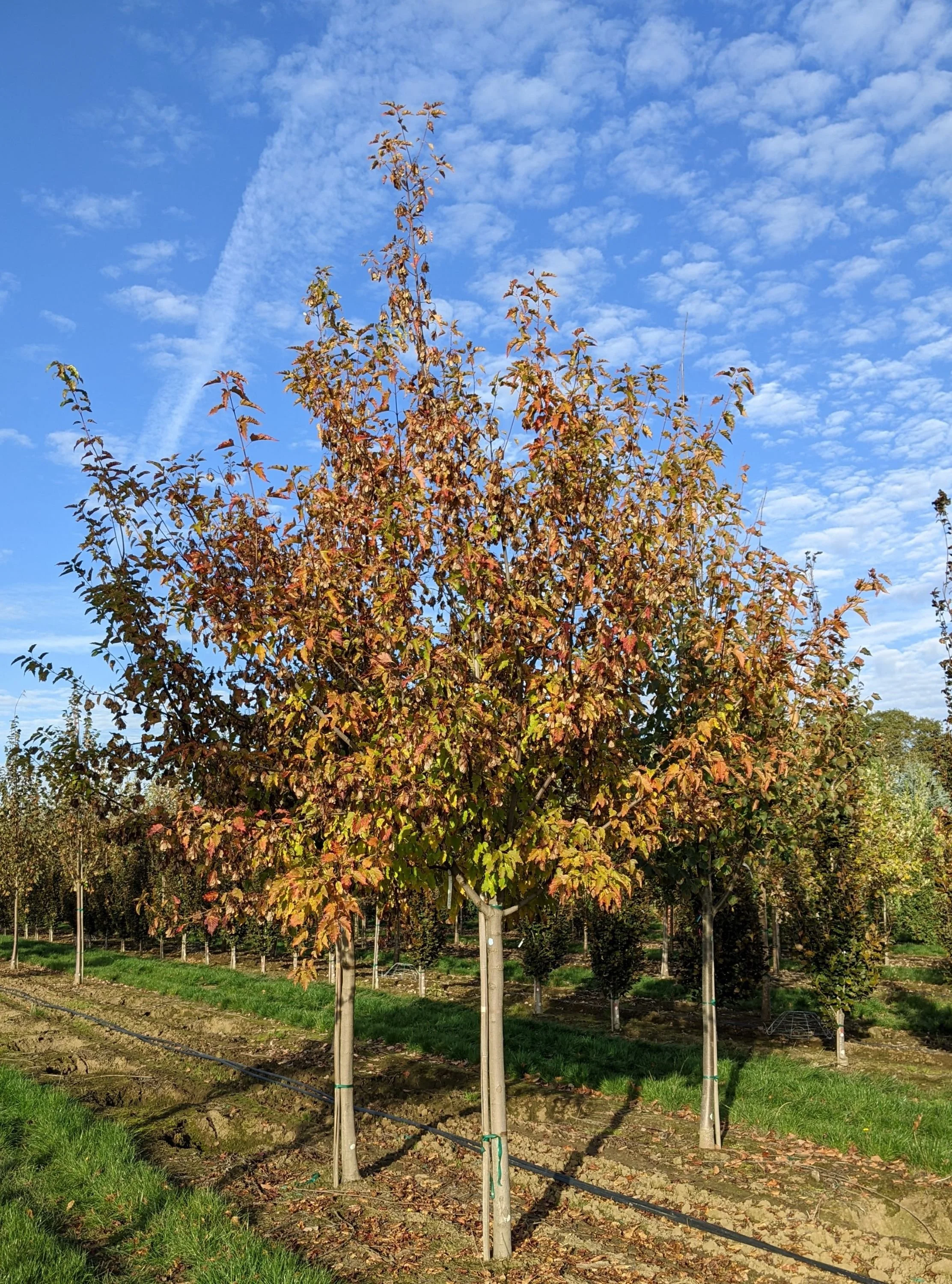 Store 2 — Northwest Shade Trees
