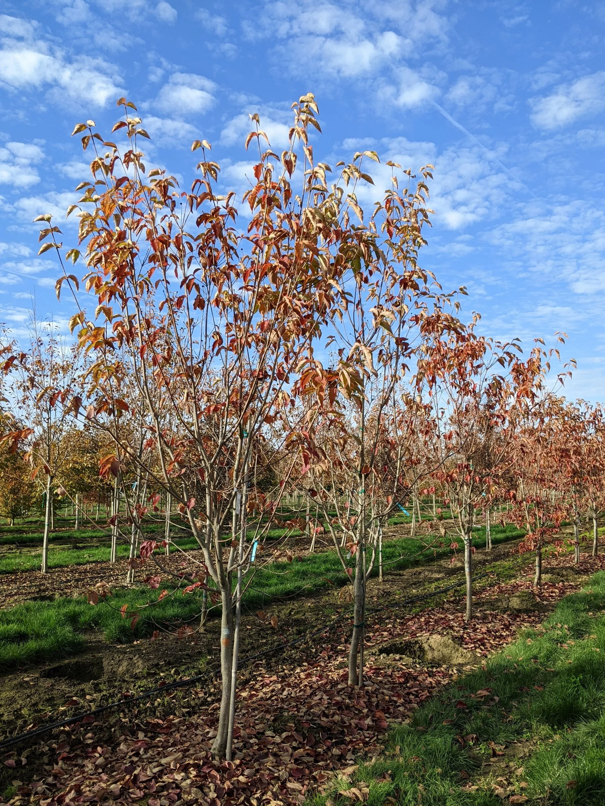 Venus® Dogwood | Cornus (kousa x nuttallii) x kousa 'KN 30-8 ...