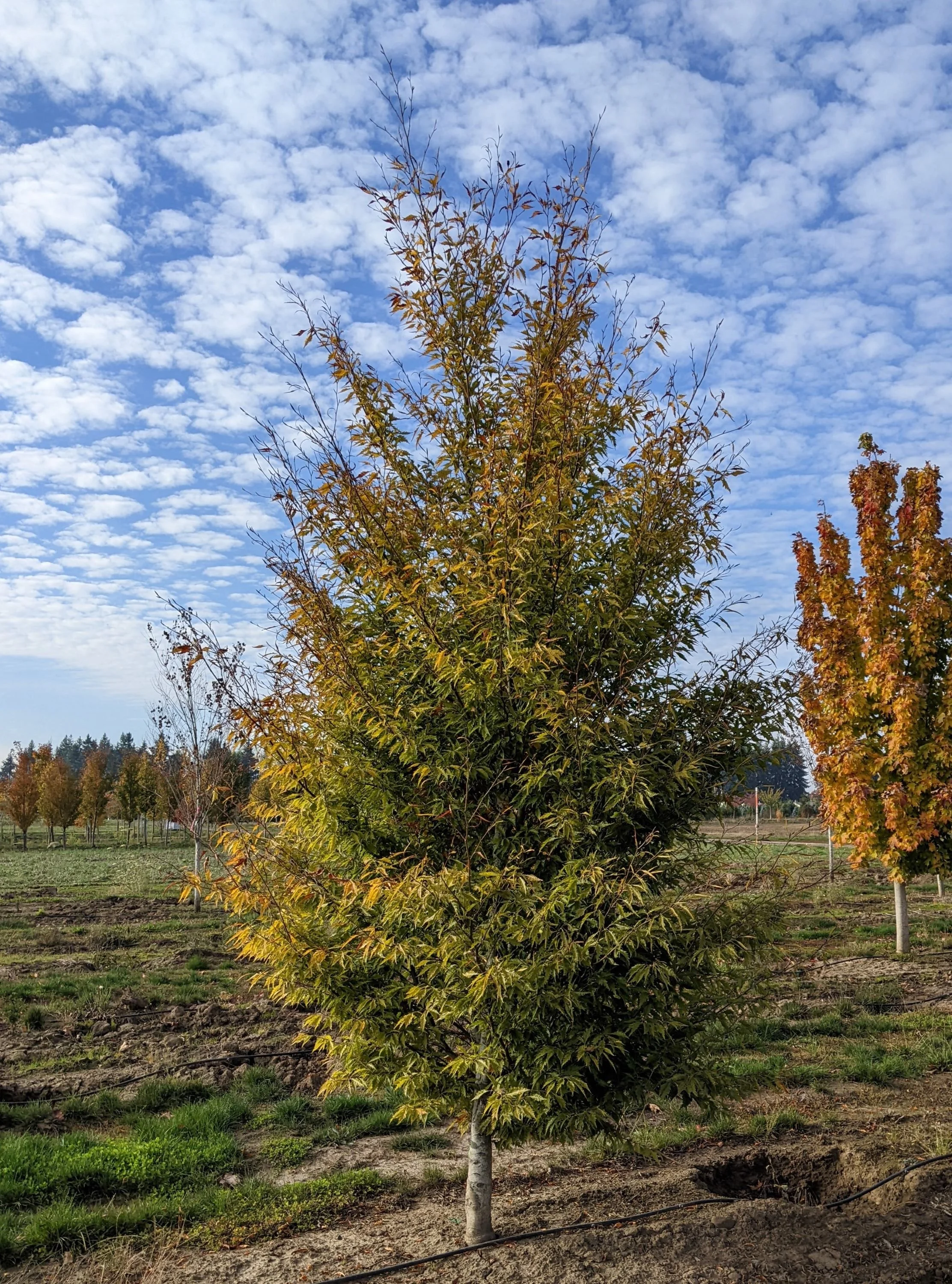Fagus sylvatica 'Asplenifolia' | European Beech 'Asplenifolia ...