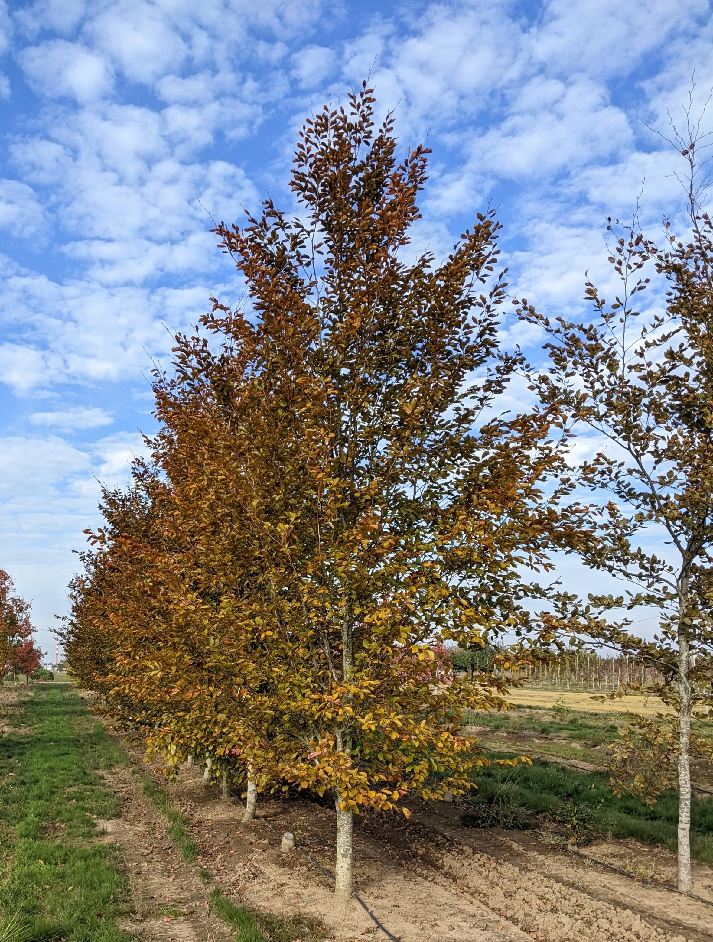 Rivers Purple Beech | Fagus sylvatica 'Riversii' — Northwest Shade Trees