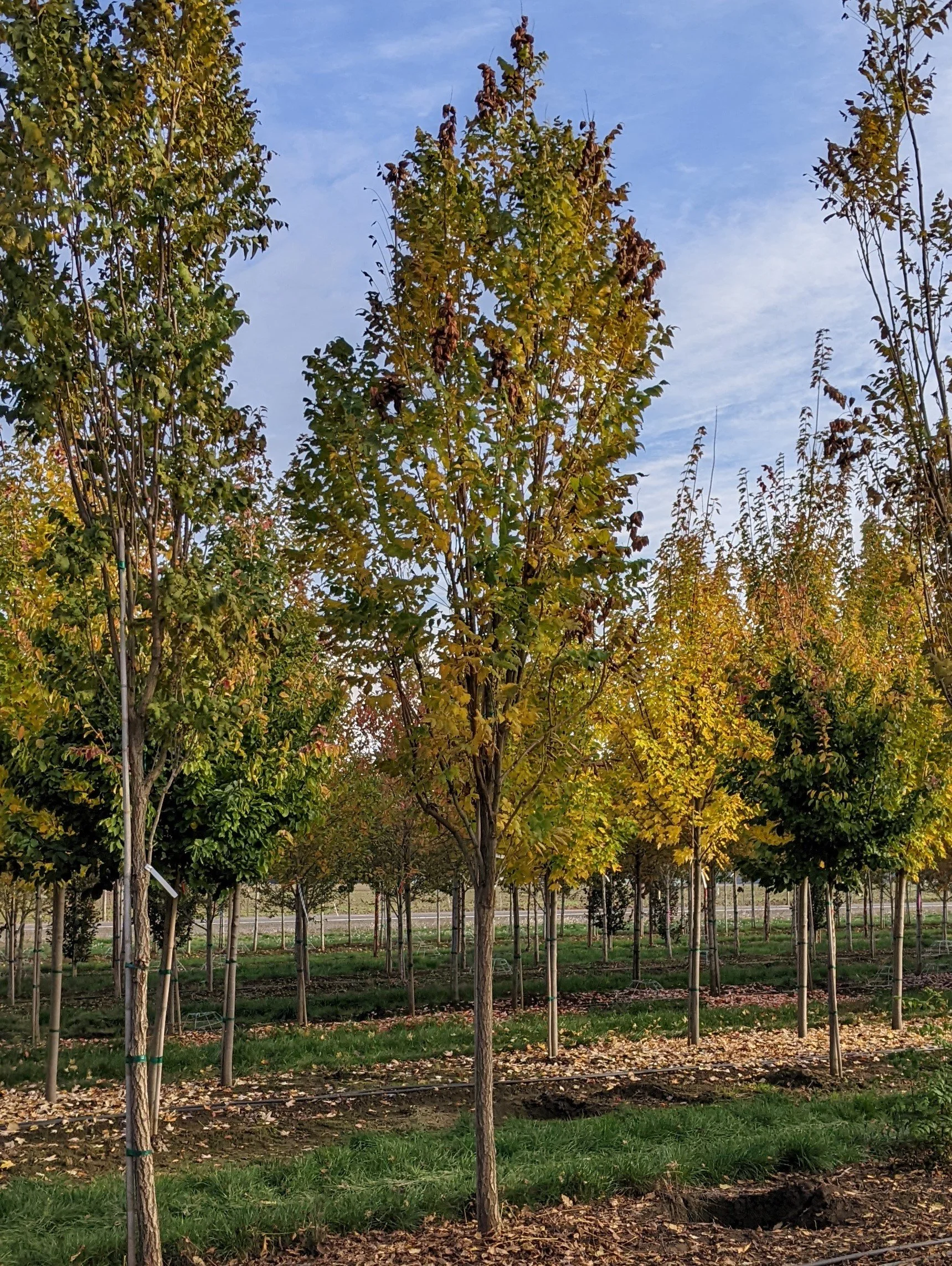 Columnar Goldenrain Tree | Koelreuteria paniculata 'Fastigiata ...