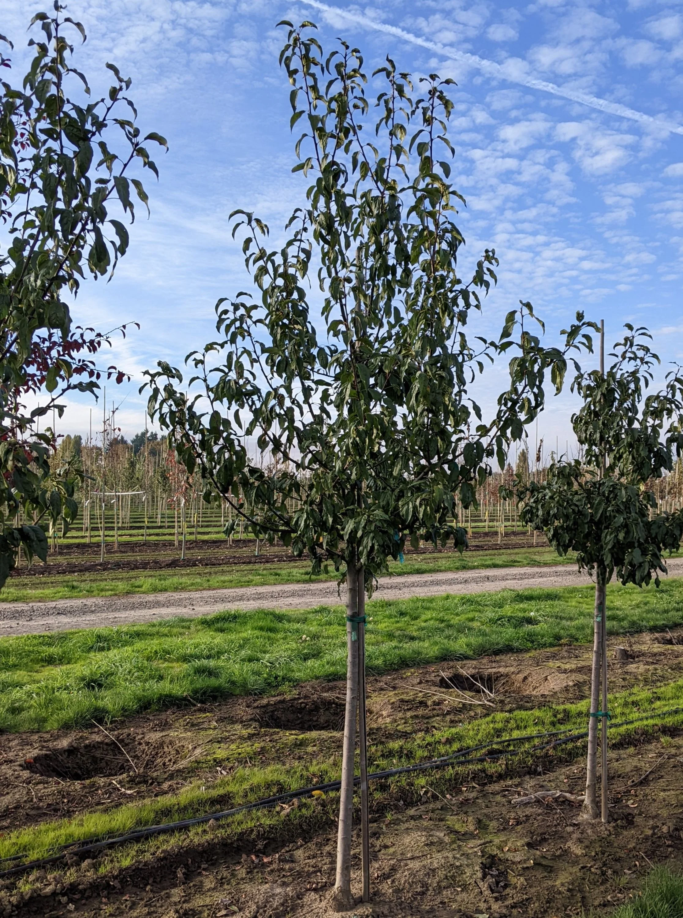 Marilee® Crabapple | Malus 'Jarmin' — Northwest Shade Trees
