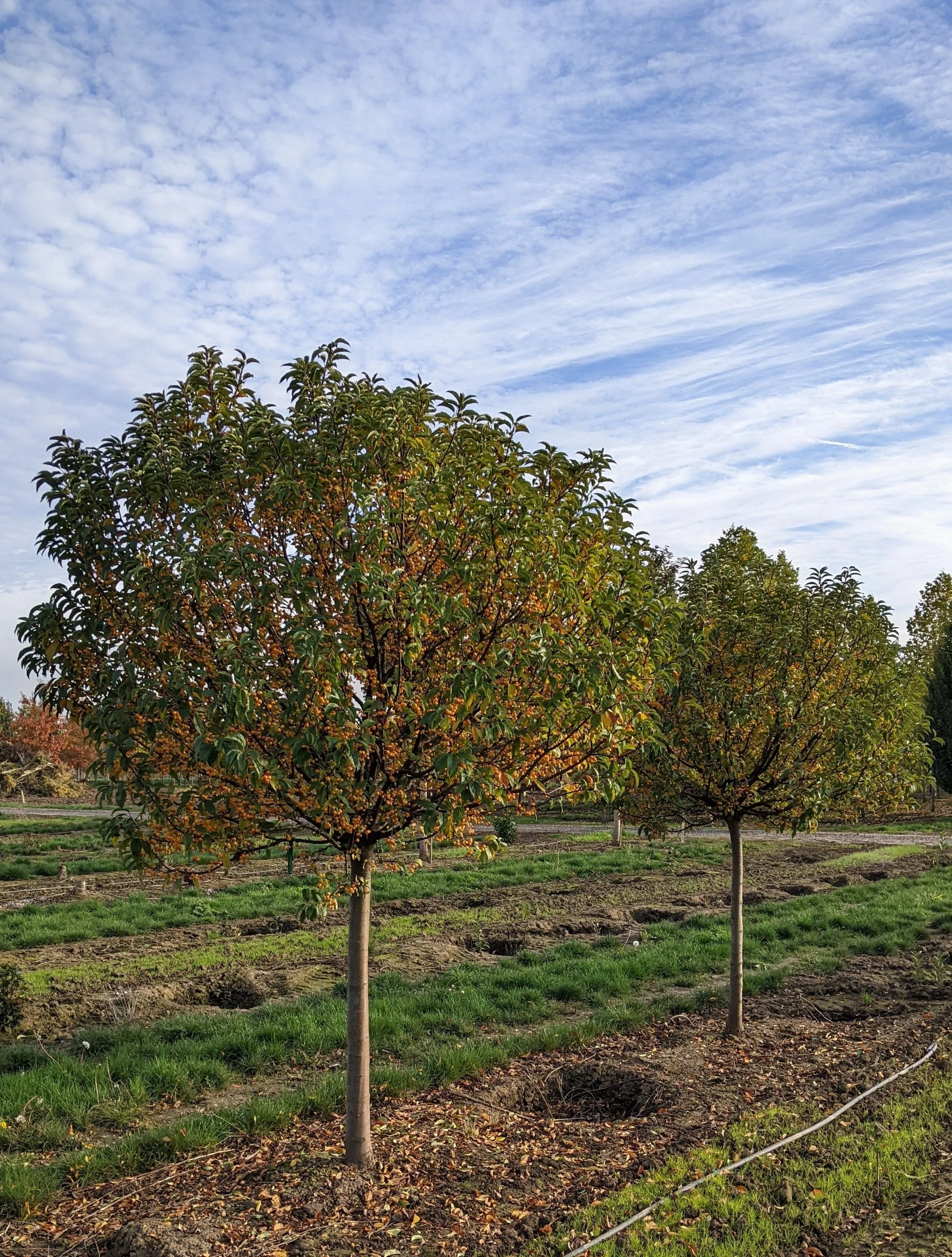 Sparkling Sprite® Crabapple | Malus 'JFS KW-207' — Northwest Shade Trees