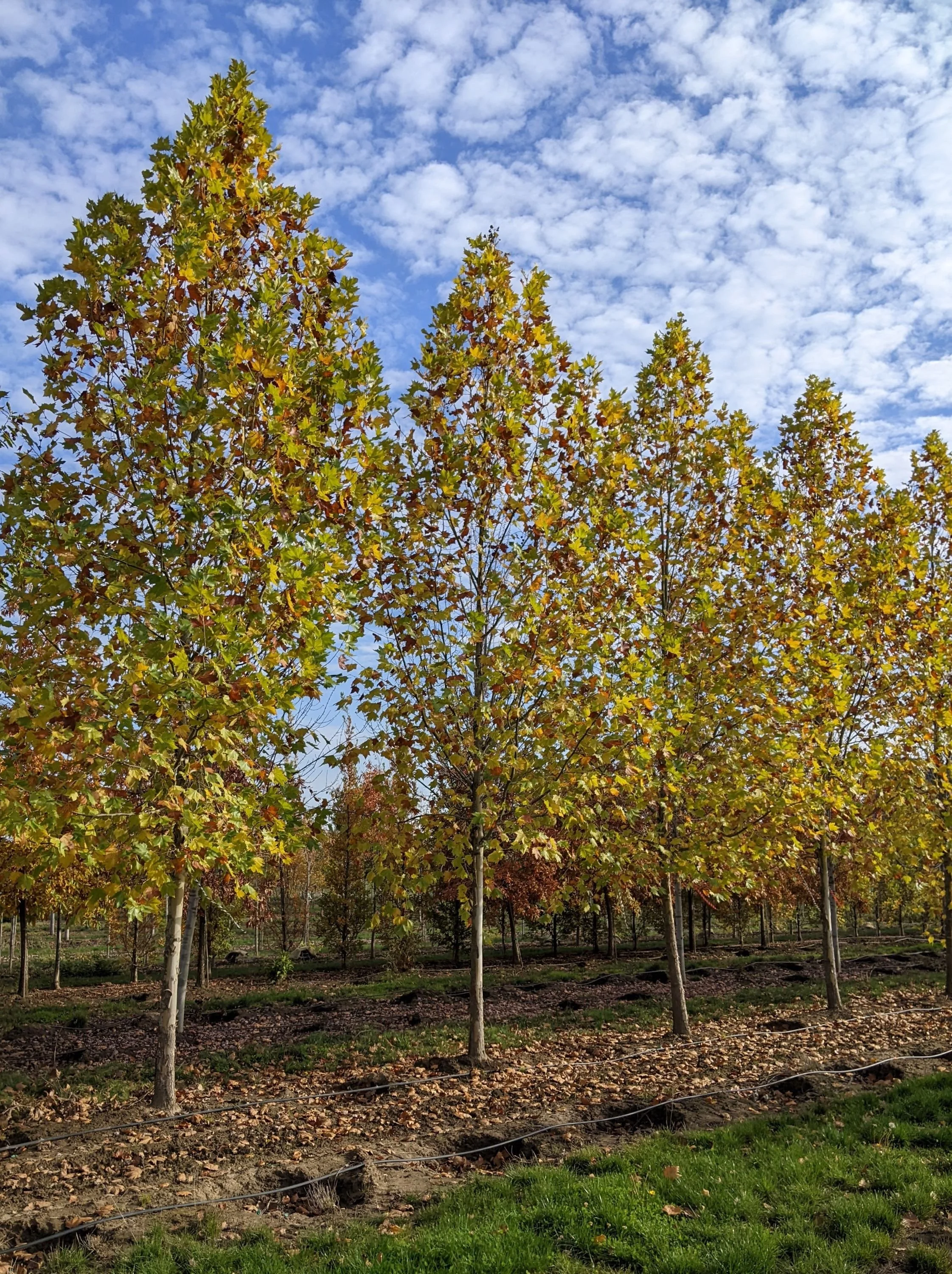 Exclamation!® Planetree | Platanus x acerifolia 'Morton Circle ...