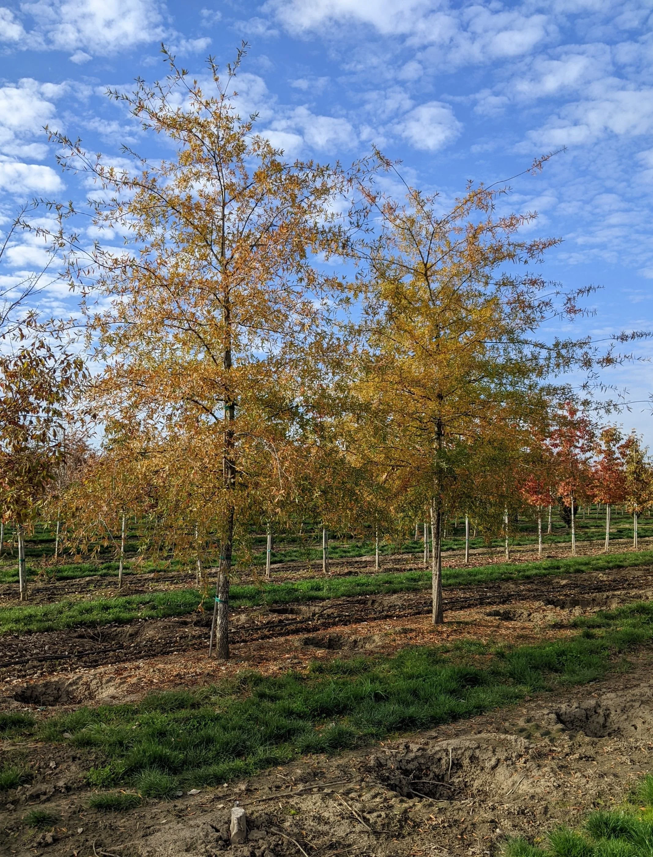 Quercus Phellos Willow Oak — Northwest Shade Trees