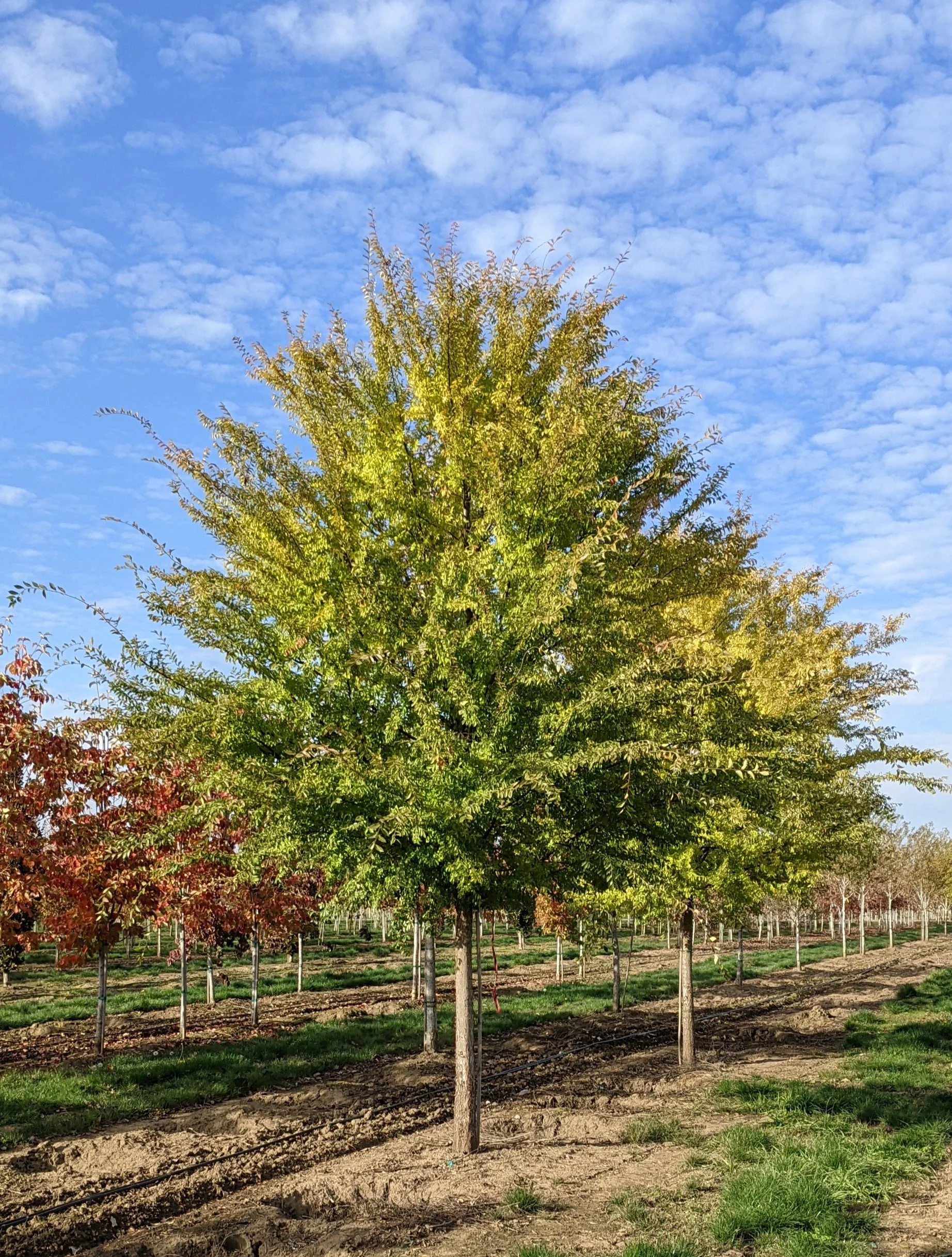 Ulmus parvifolia Allee® | Lacebark Elm 'Emer II' — Northwest Shade Trees