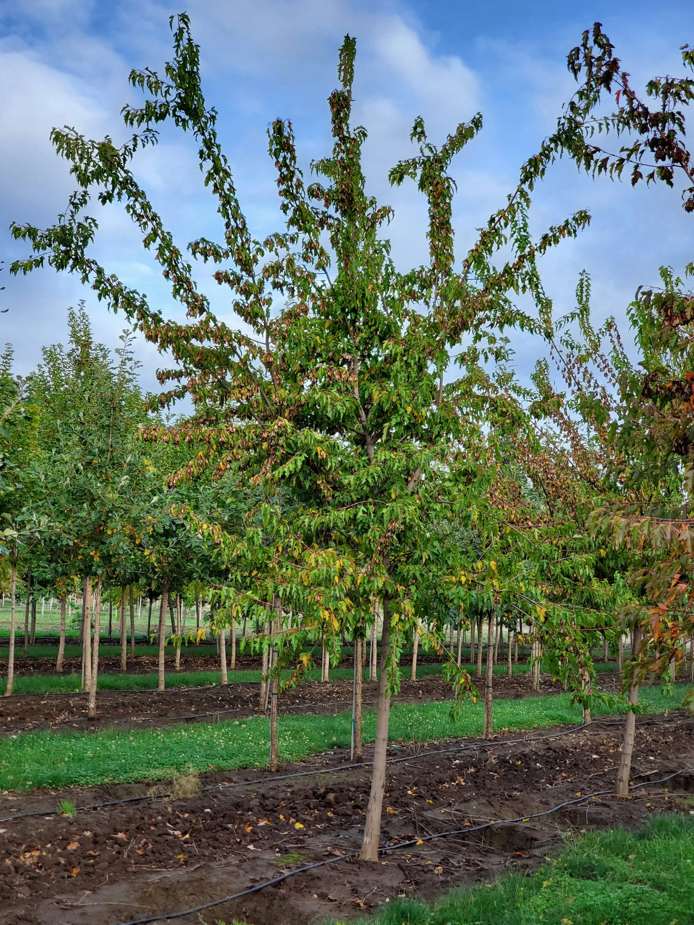 Flame Maple | Acer ginnala 'Flame' — Northwest Shade Trees