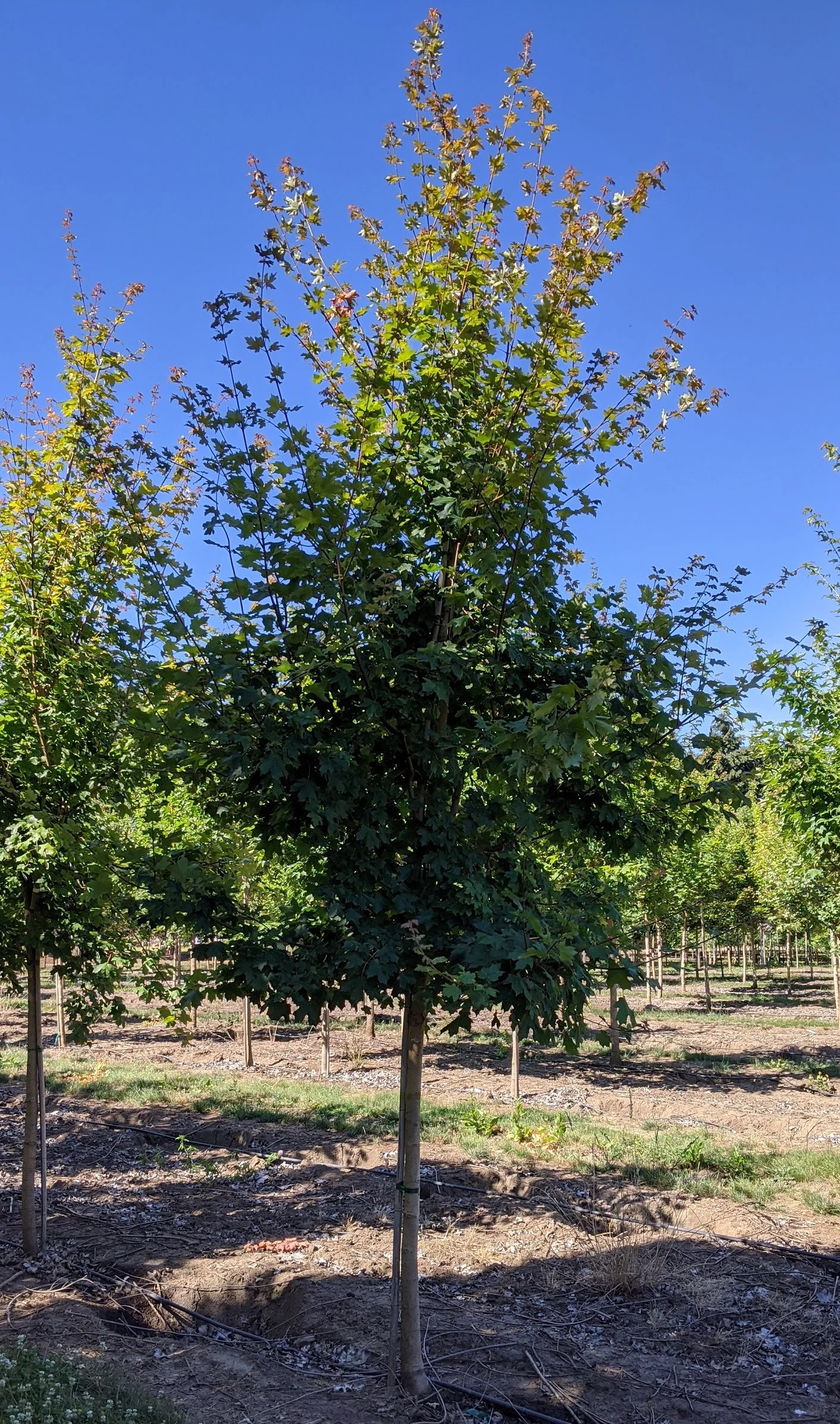 Mesa Glow® Maple | Acer grandidentatum JFS-NuMex 3' — Northwest Shade Trees
