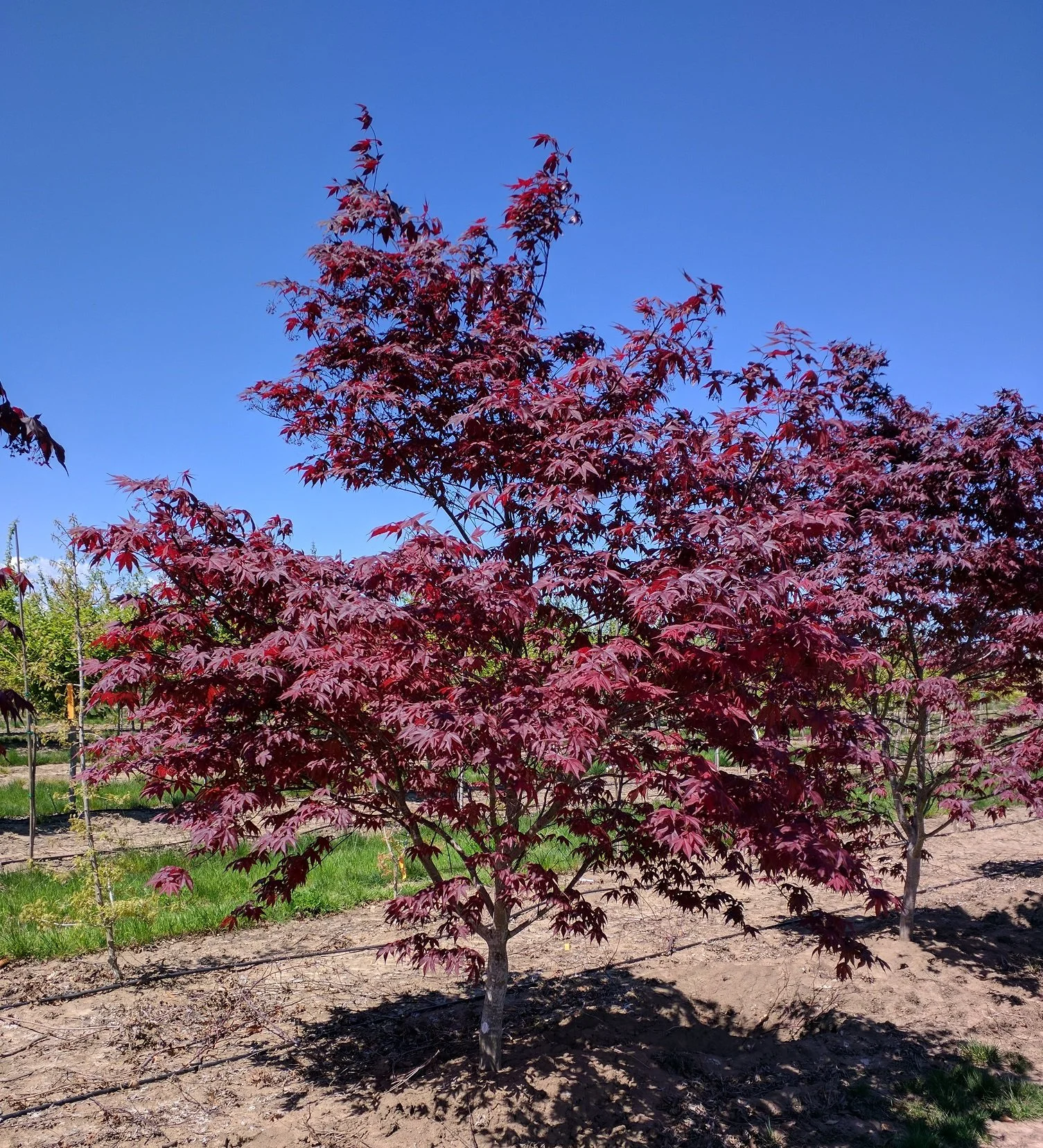 Acer palmatum 'Bloodgood' | Japanese Maple 'Bloodgood' — Northwest Shade Trees