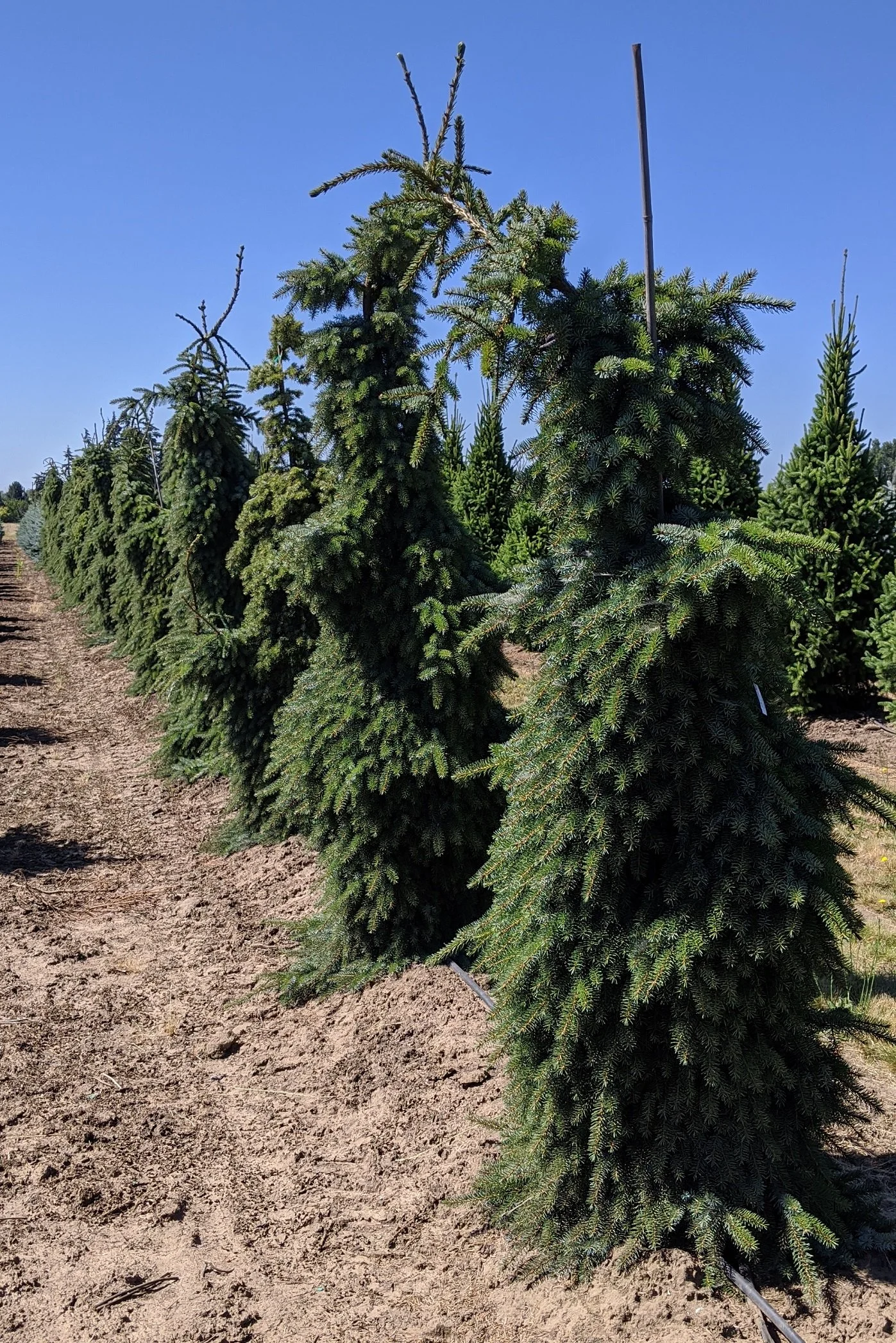 Bruns Weeping Serbian Spruce | Picea omorika 'Pendula Bruns ...