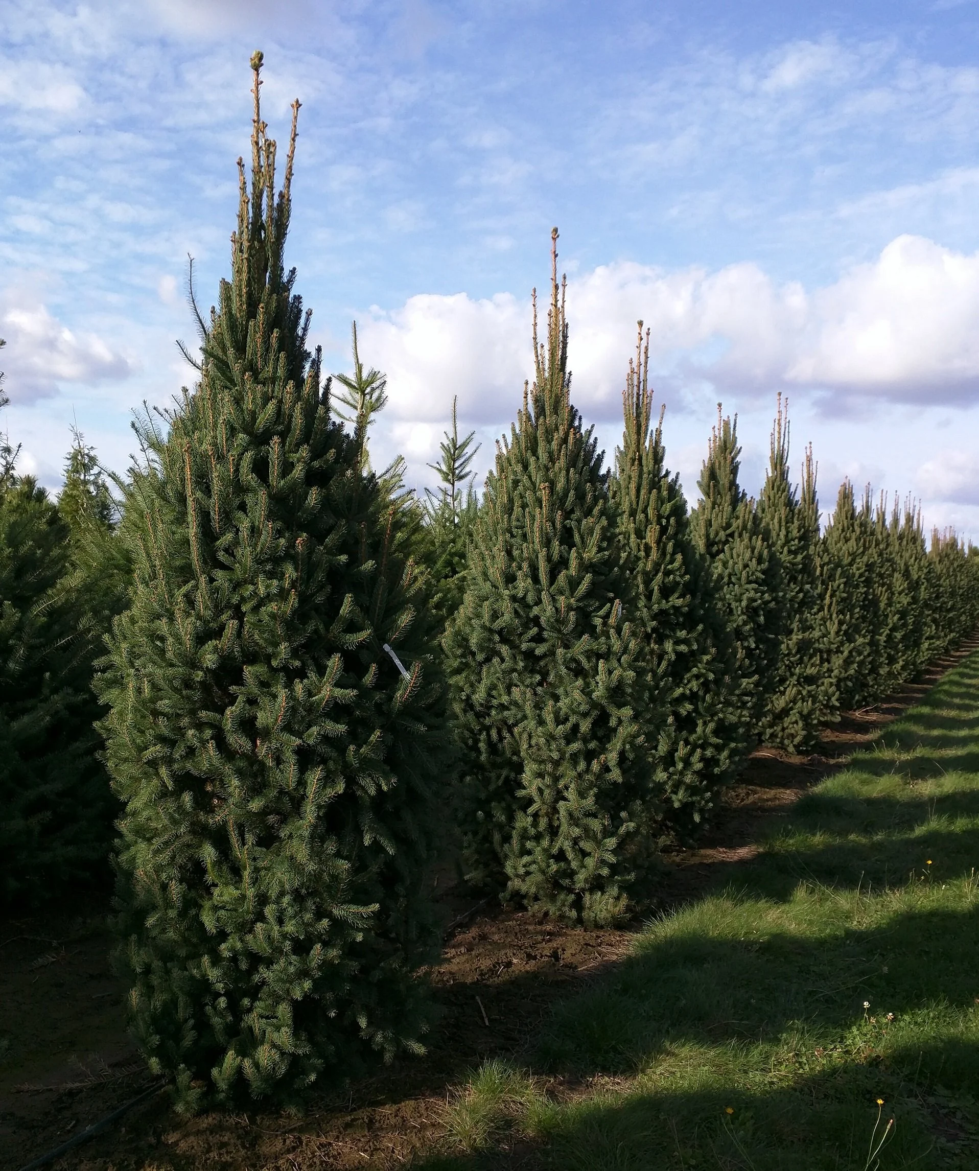 Picea mariana 'Wellspire' | Black Spruce 'Wellspire' — Northwest Shade ...