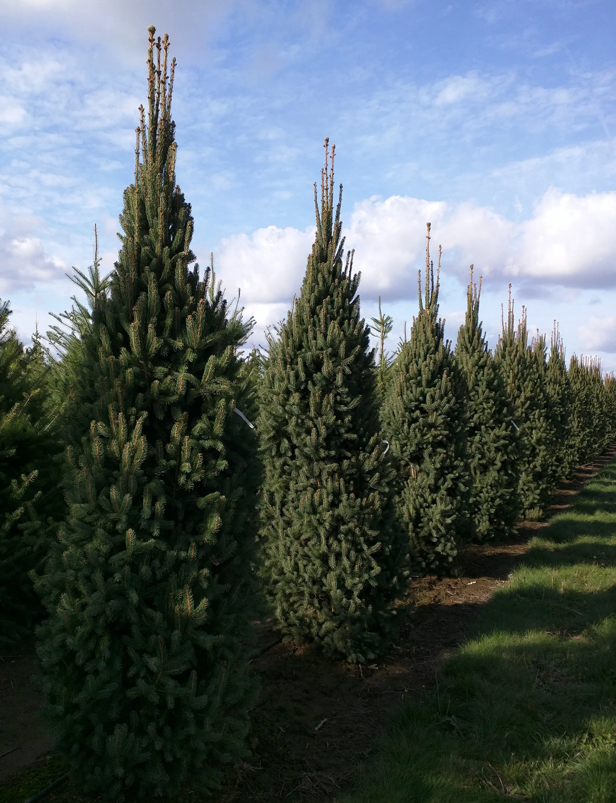 Picea mariana 'Wellspire' | Black Spruce 'Wellspire' — Northwest Shade ...