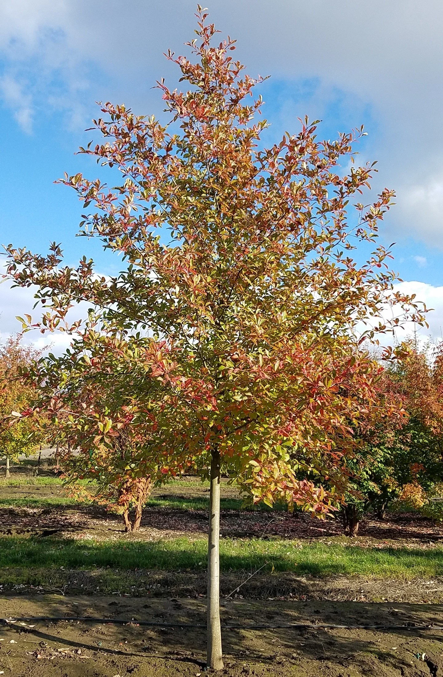 Nyssa sylvatica 'Wildfire' | Black Tupelo 'Wildfire' — Northwest Shade ...