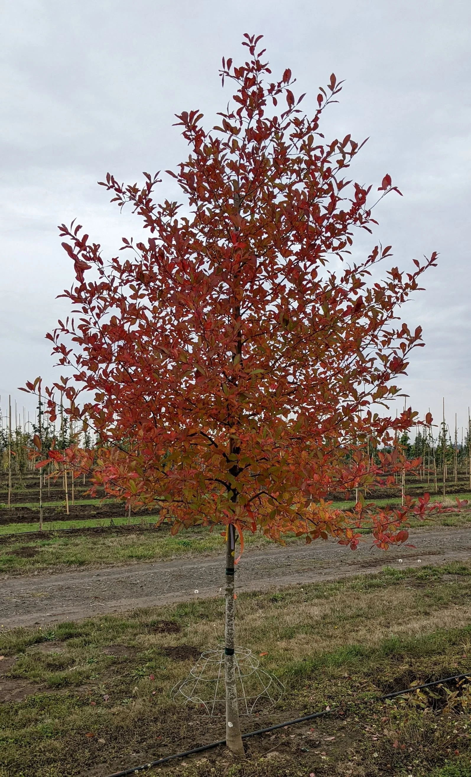Nyssa sylvatica 'Wildfire' | Black Tupelo 'Wildfire' — Northwest Shade ...