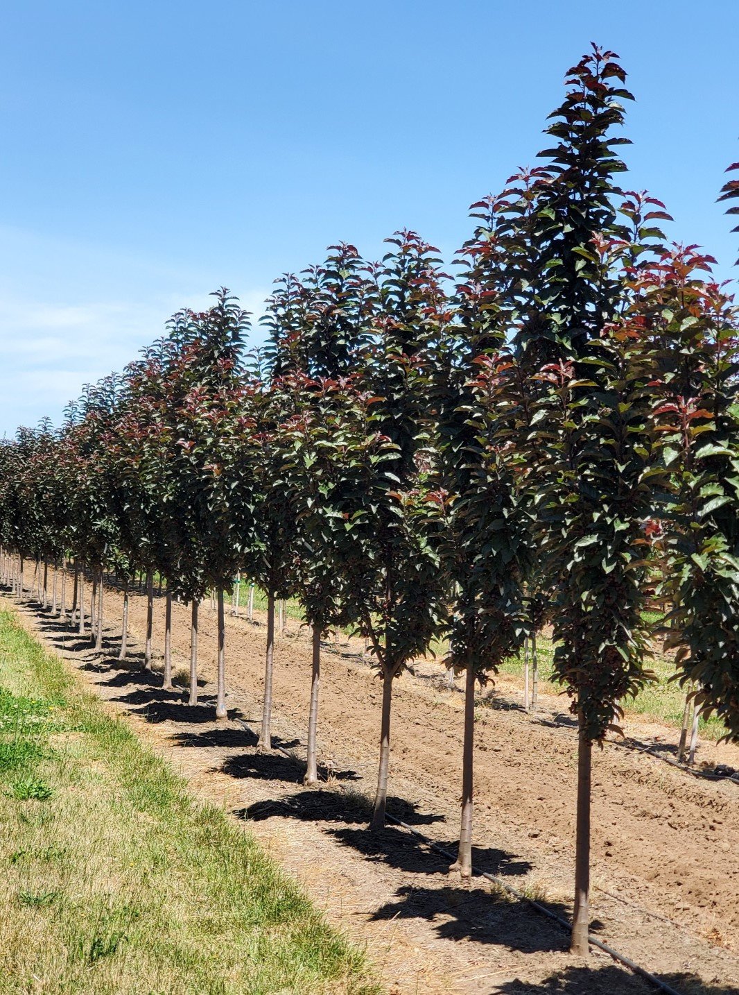 Raspberry Spear® Crabapple | Malus 'JFS KW213MX' — Northwest Shade Trees
