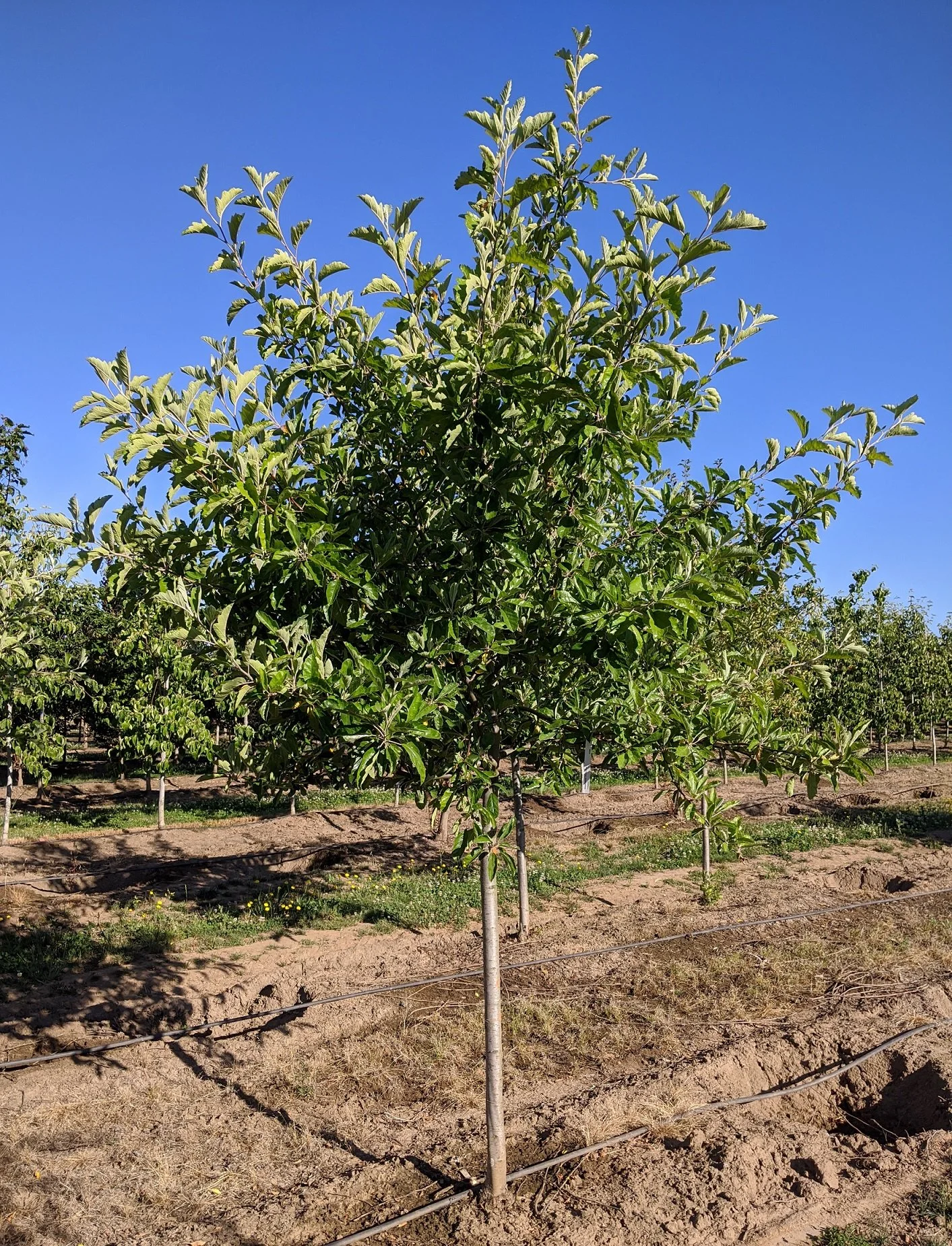 Malus ioensis 'Prairie Rose' | Crabapple 'Prairie Rose' — Northwest ...