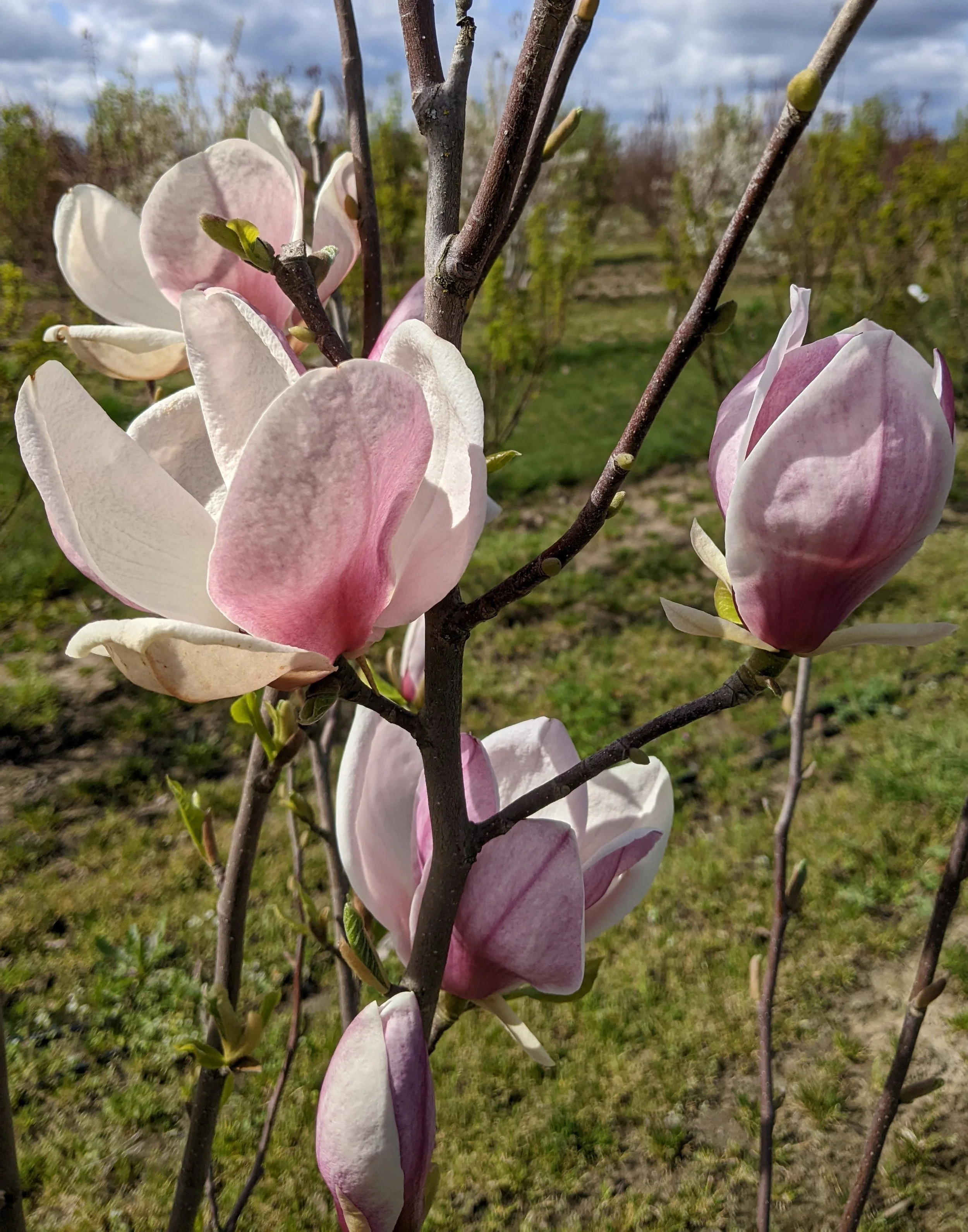 Rustica Rubra Magnolia | Magnolia x soulangeana 'Rustica Rubra ...