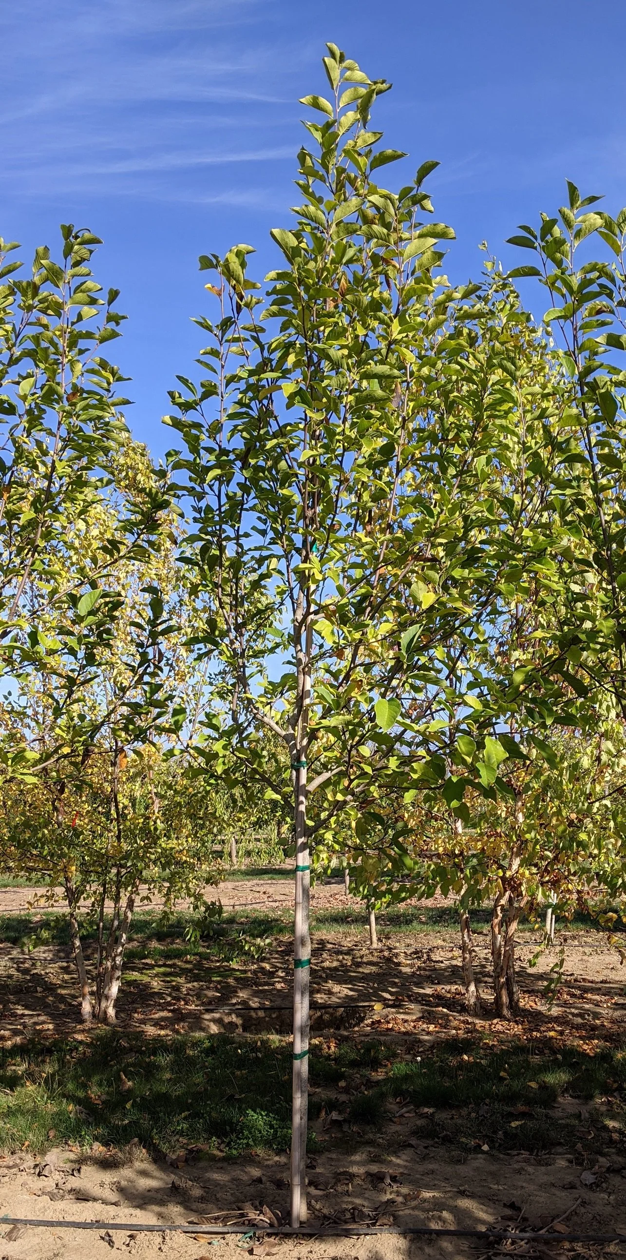 Rustica Rubra Magnolia | Magnolia x soulangeana 'Rustica Rubra ...