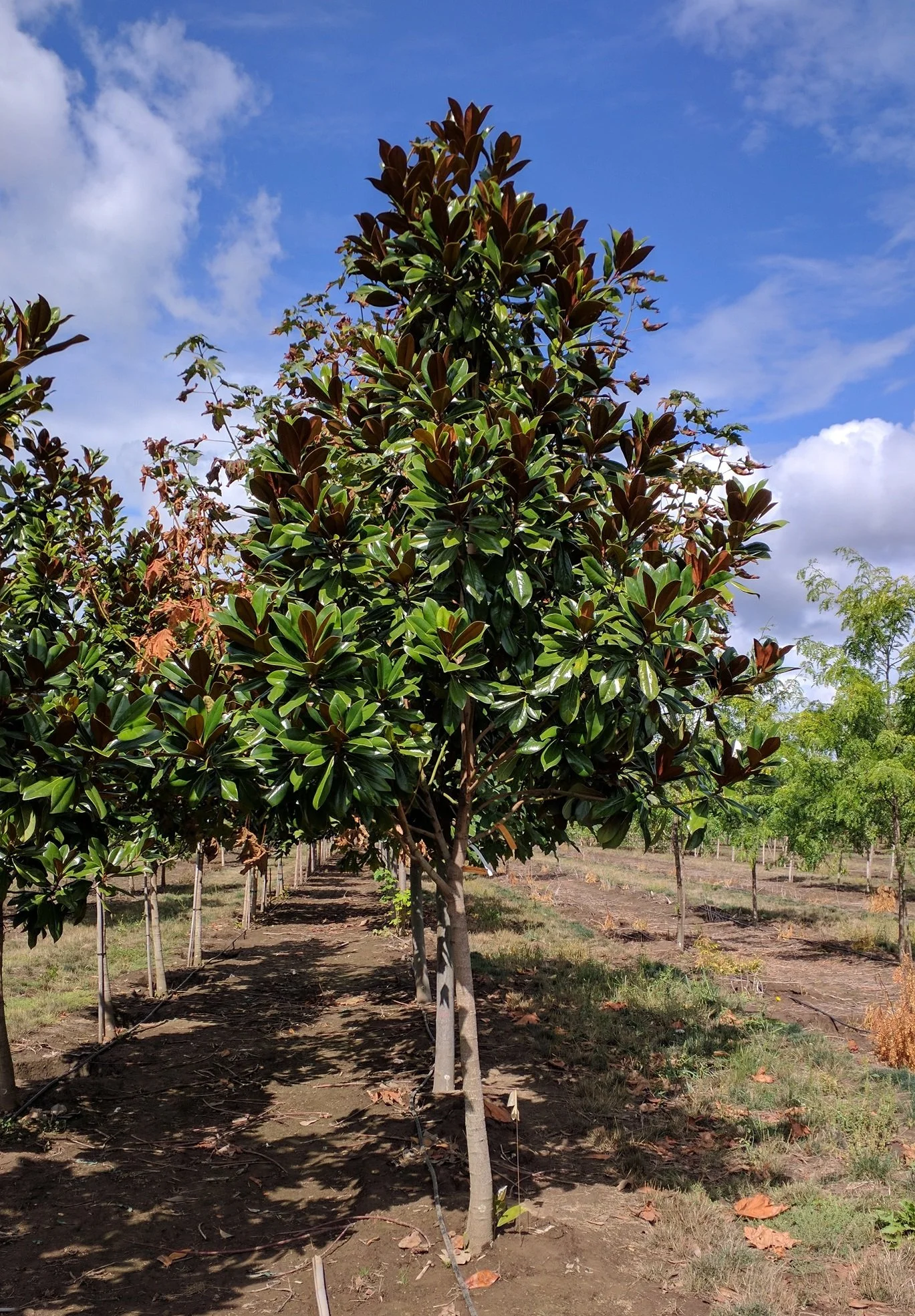 Magnolia grandiflora 'D.D. Blanchard' | Southern Magnolia 'D.D ...