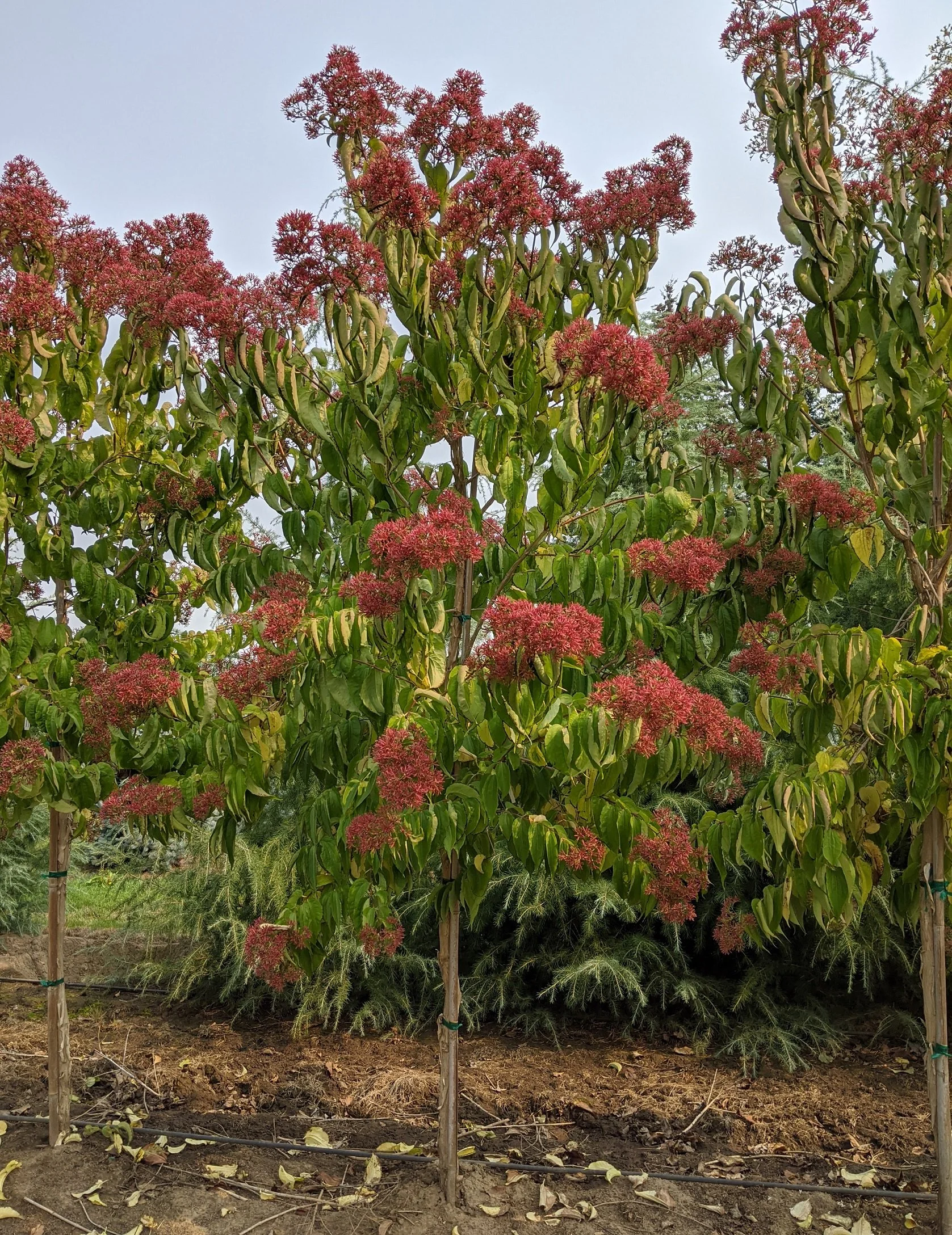 Seven-son Flower | Heptacodium miconioides — Northwest Shade Trees