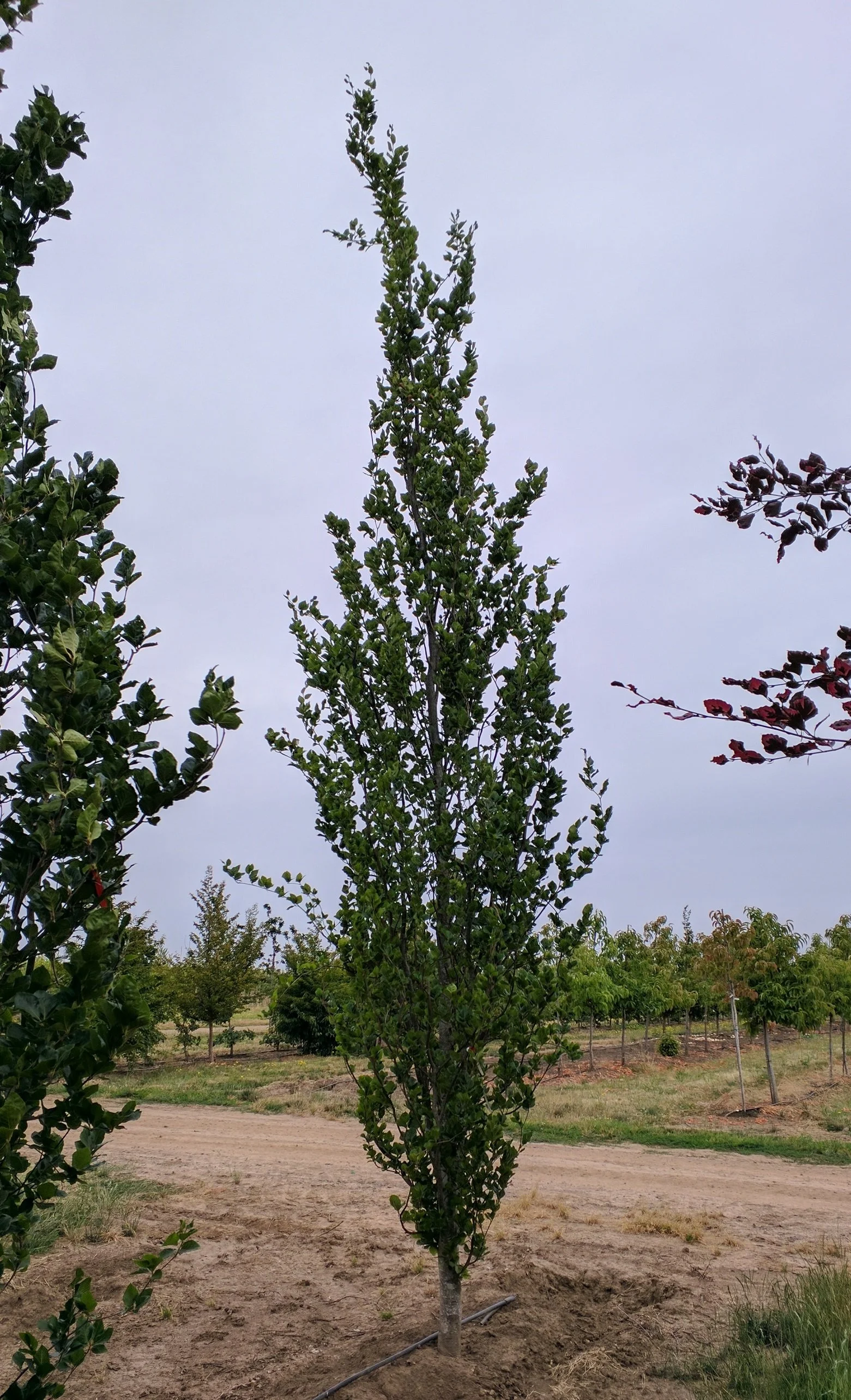 Fastigiate Beech | Fagus sylvatica 'Fastigiata' — Northwest Shade Trees