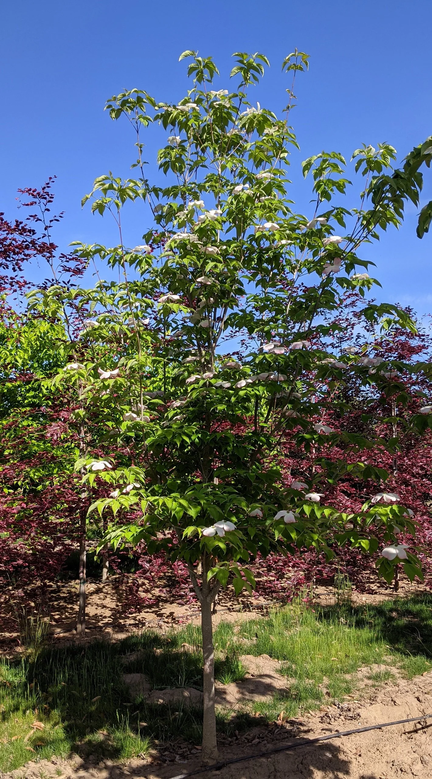 Stellar Pink® Dogwood | Cornus x 'Rutgan' — Northwest Shade Trees